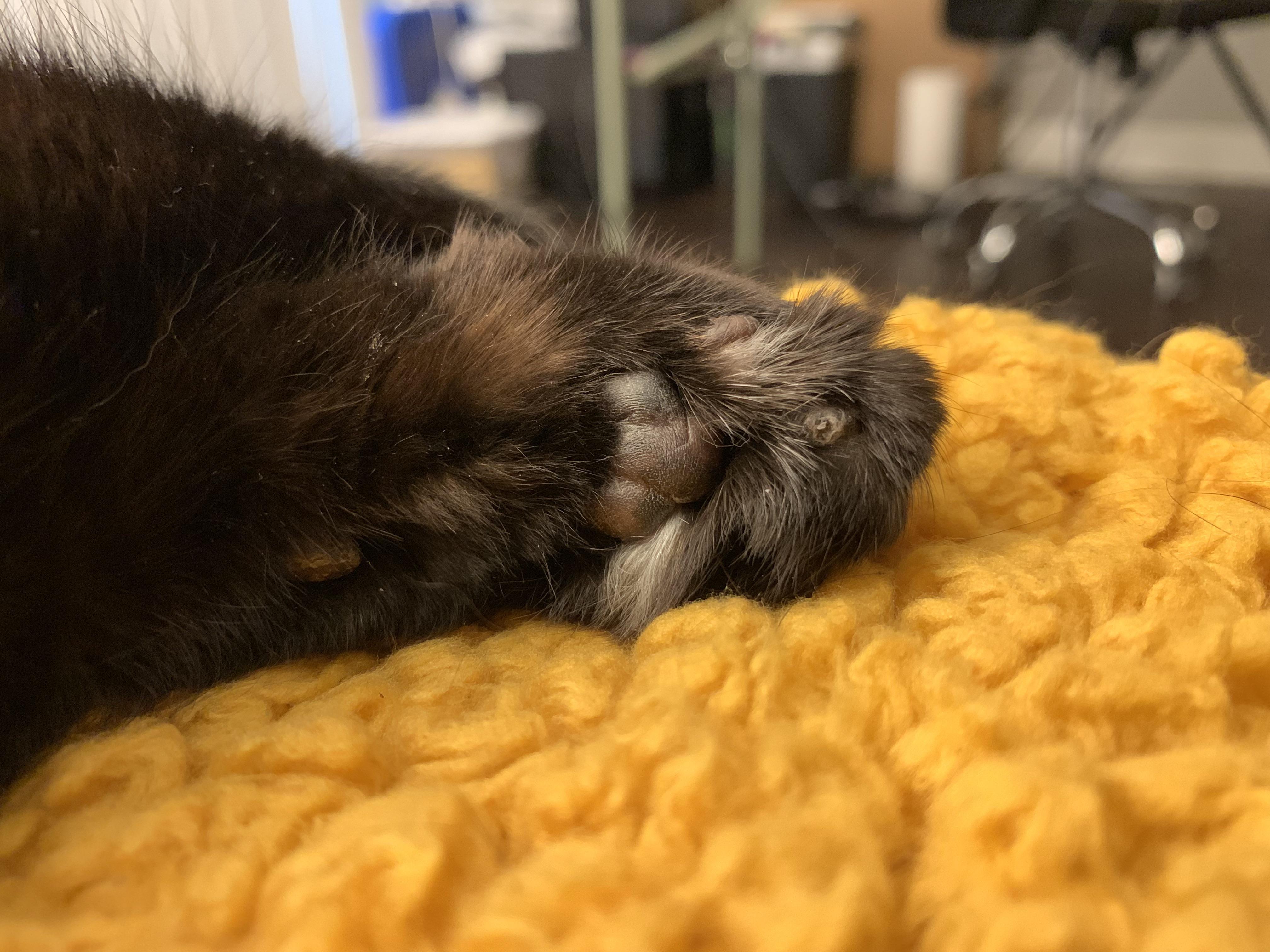 My elderly lady’s toe beans complete with a gray tuft! | Scrolller