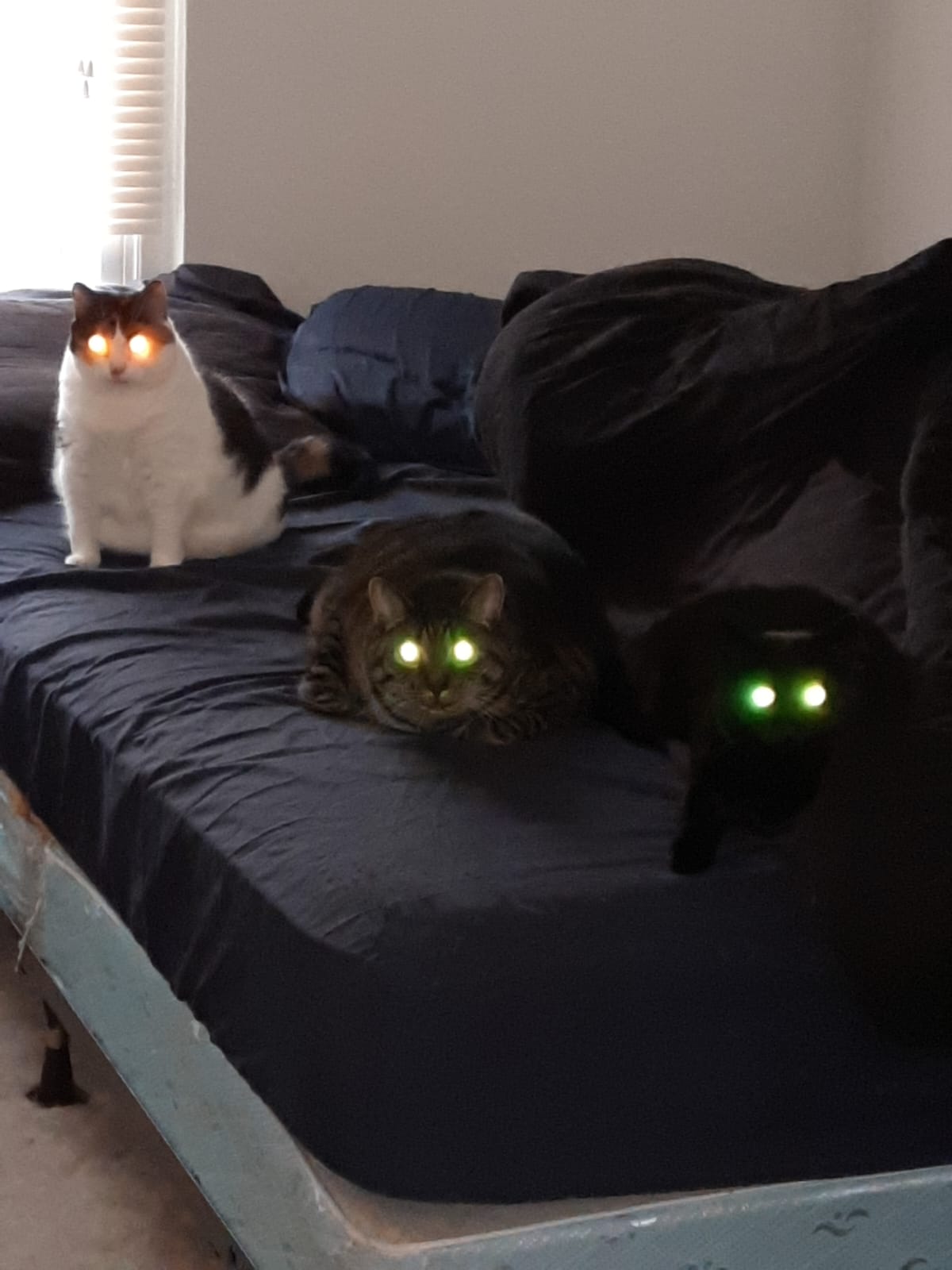 My friend's cats | Scrolller