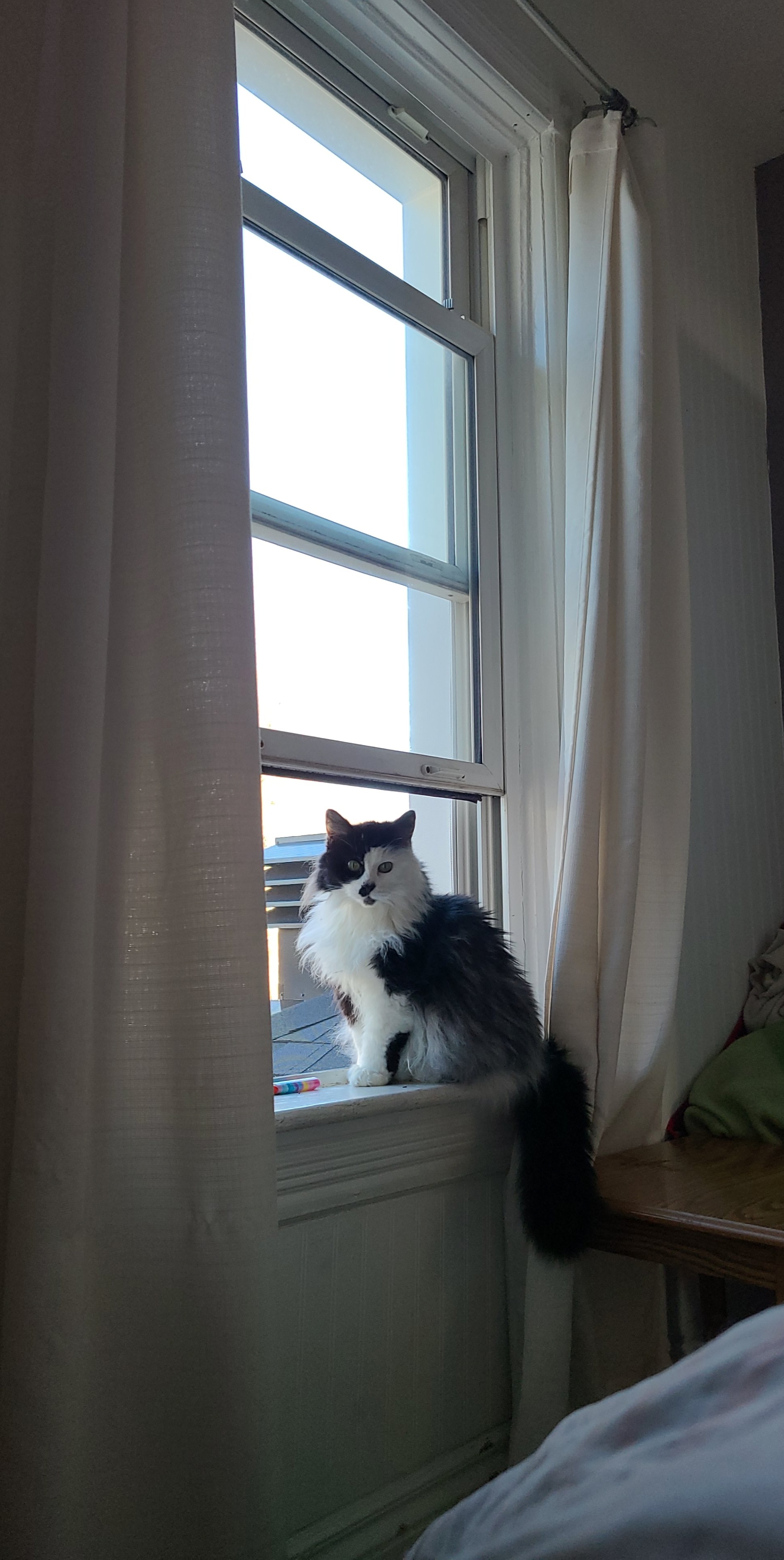 My girl showing off her tail this morning | Scrolller