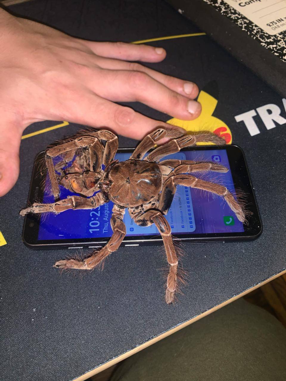 My Goliath bird eating tarantula molted | Scrolller