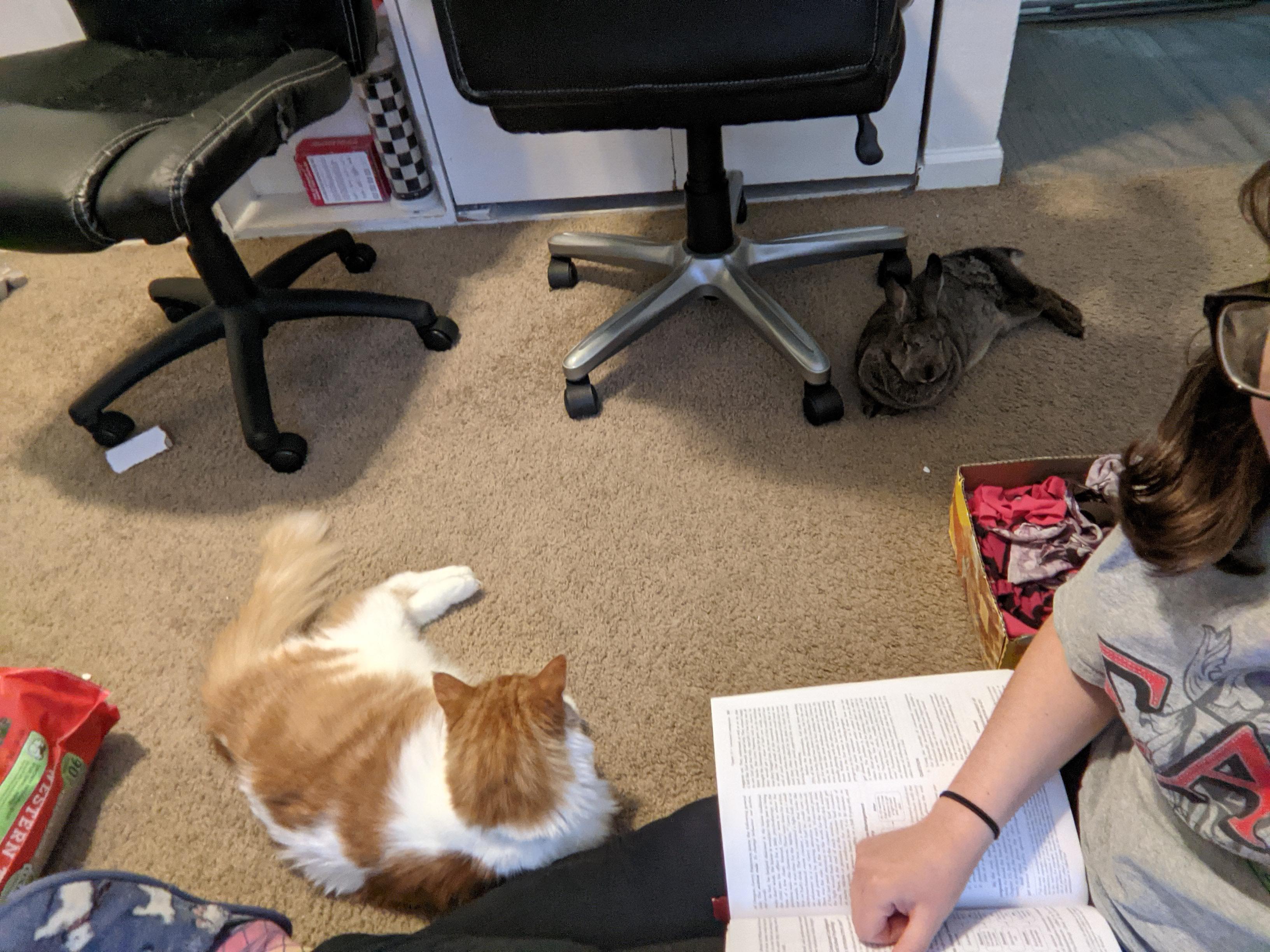 My good little study buddies! | Scrolller