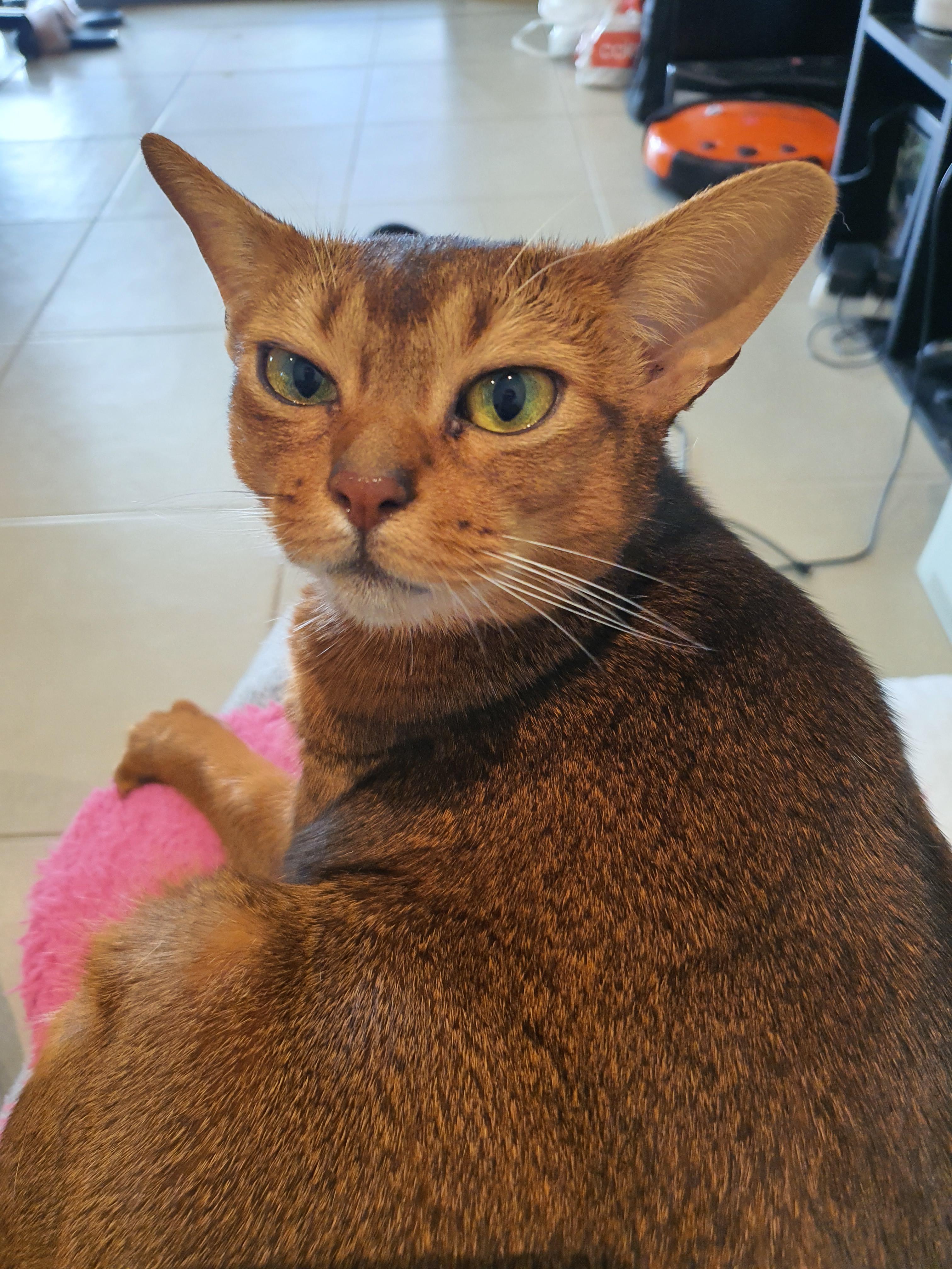 My grumpy little peanut | Scrolller