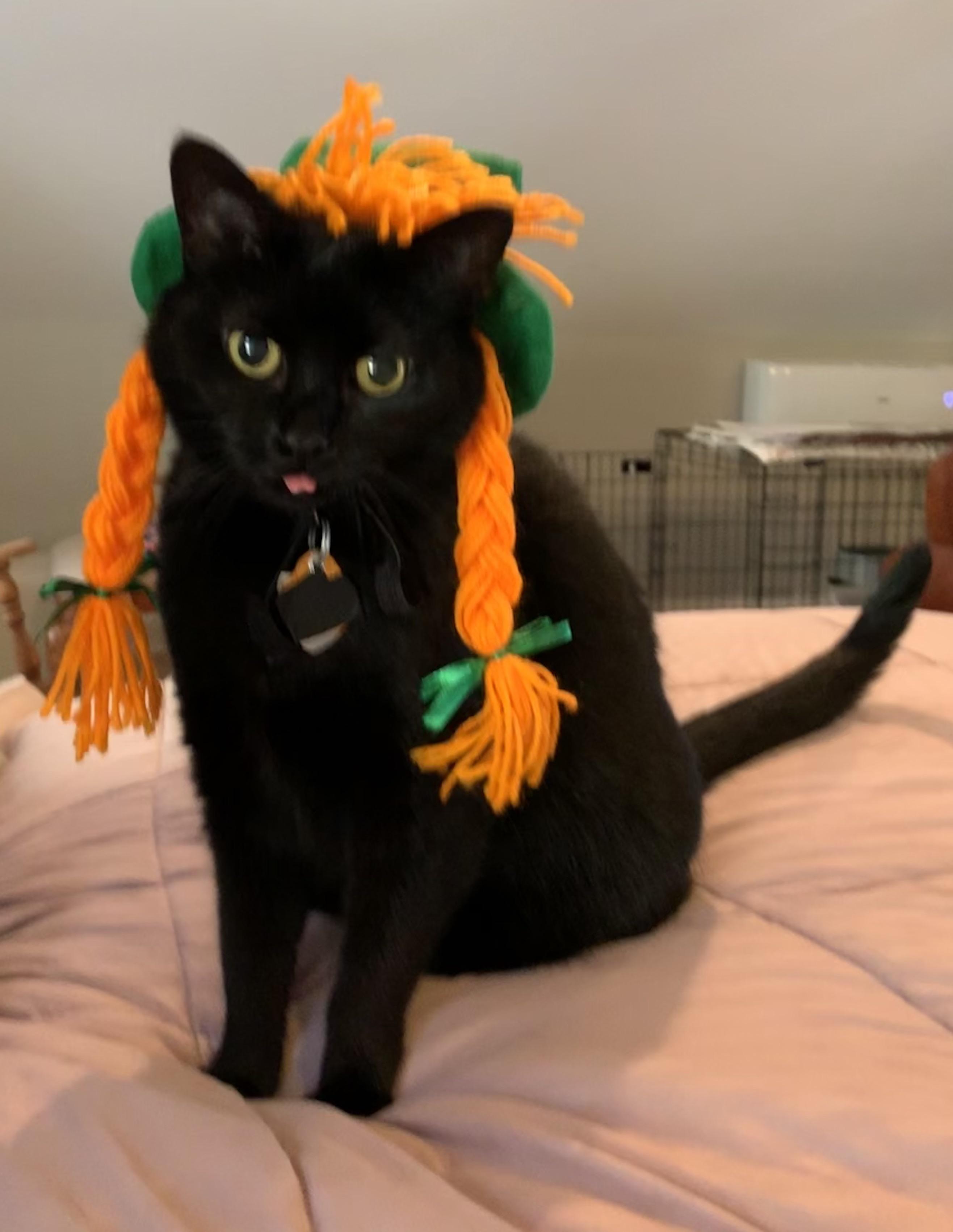 My Irish kitty Smudge | Scrolller