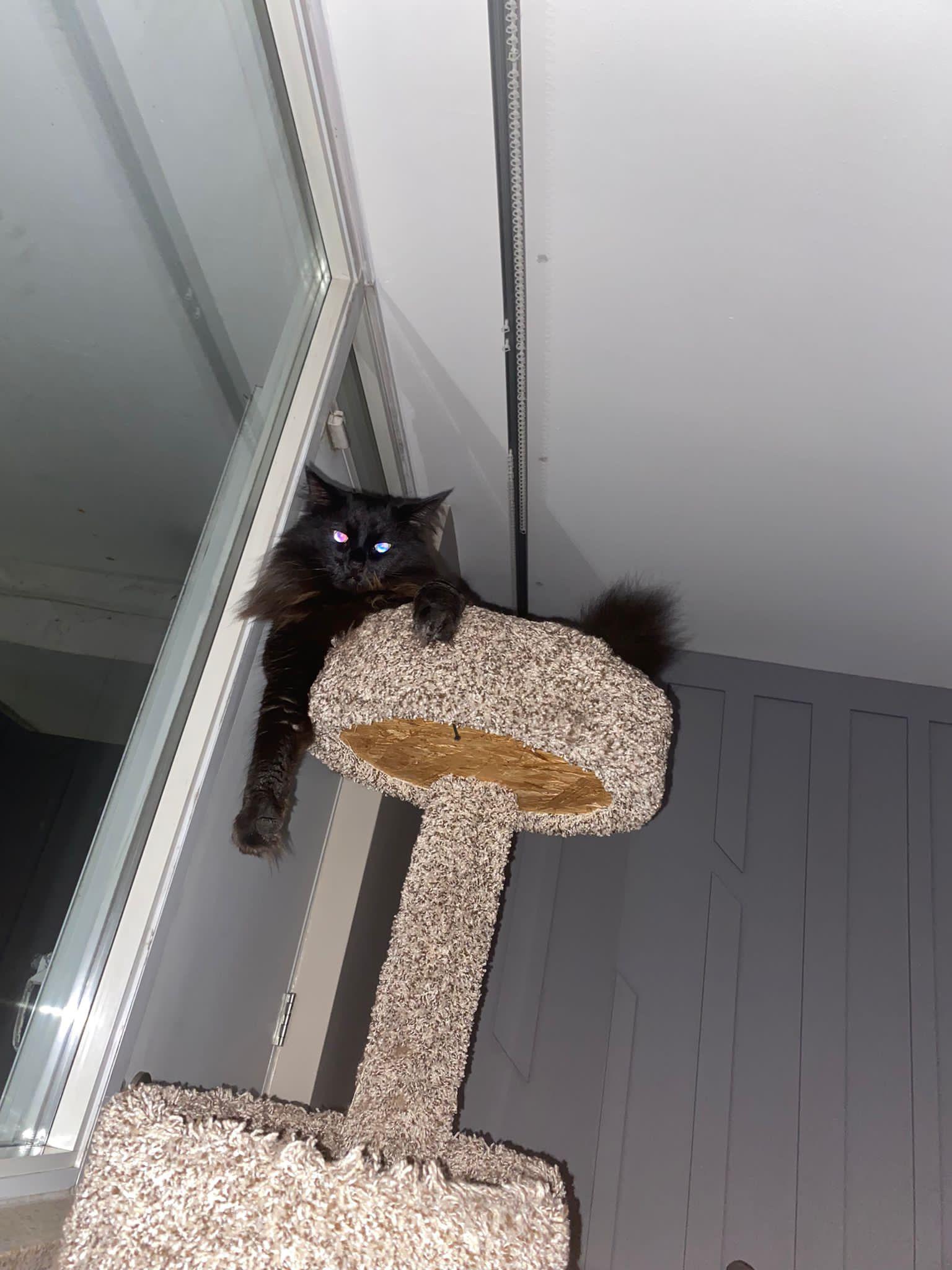 My laser eye fluffy boy. | Scrolller