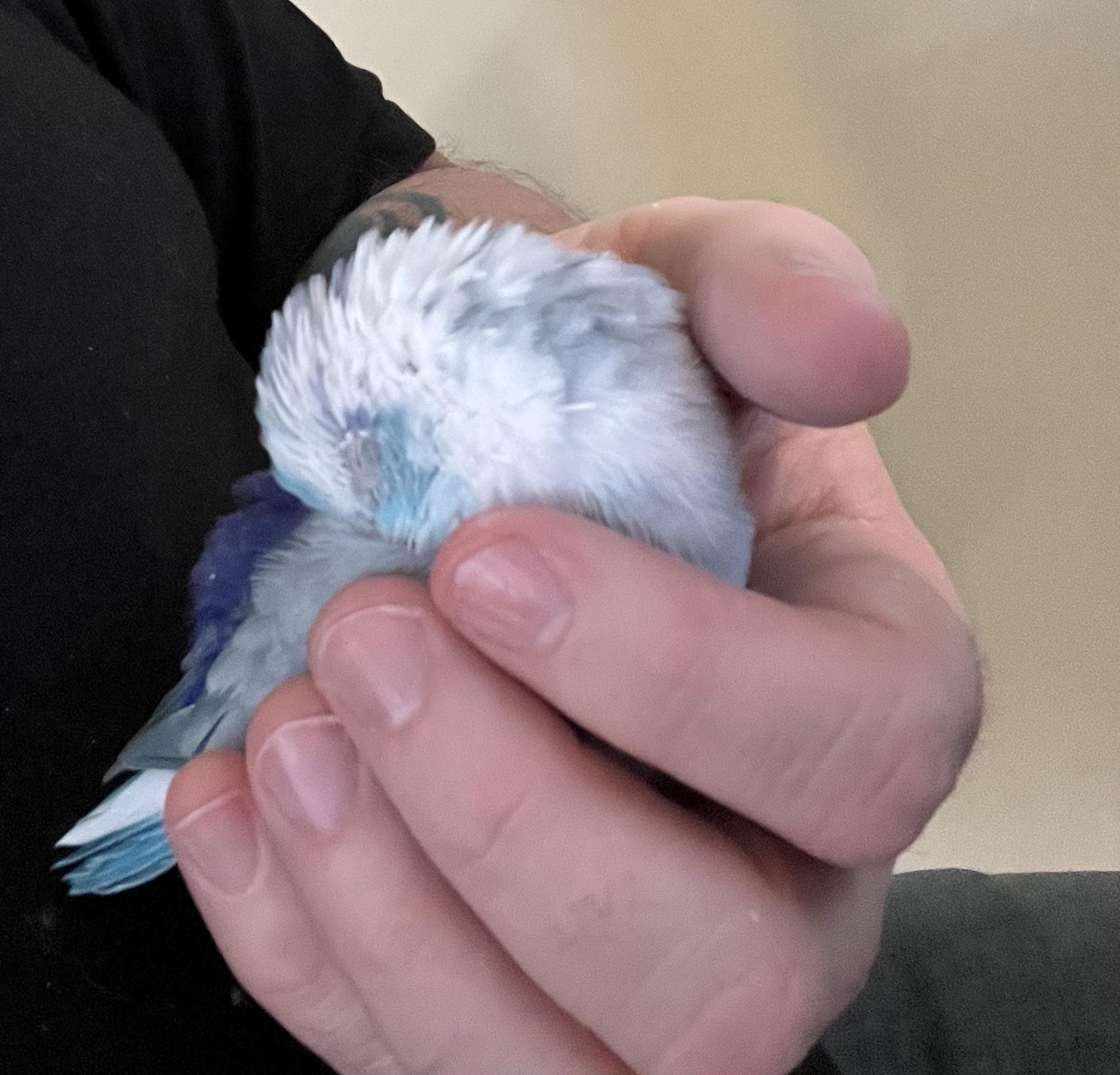 My left hand has been annexed as a nap space. | Scrolller