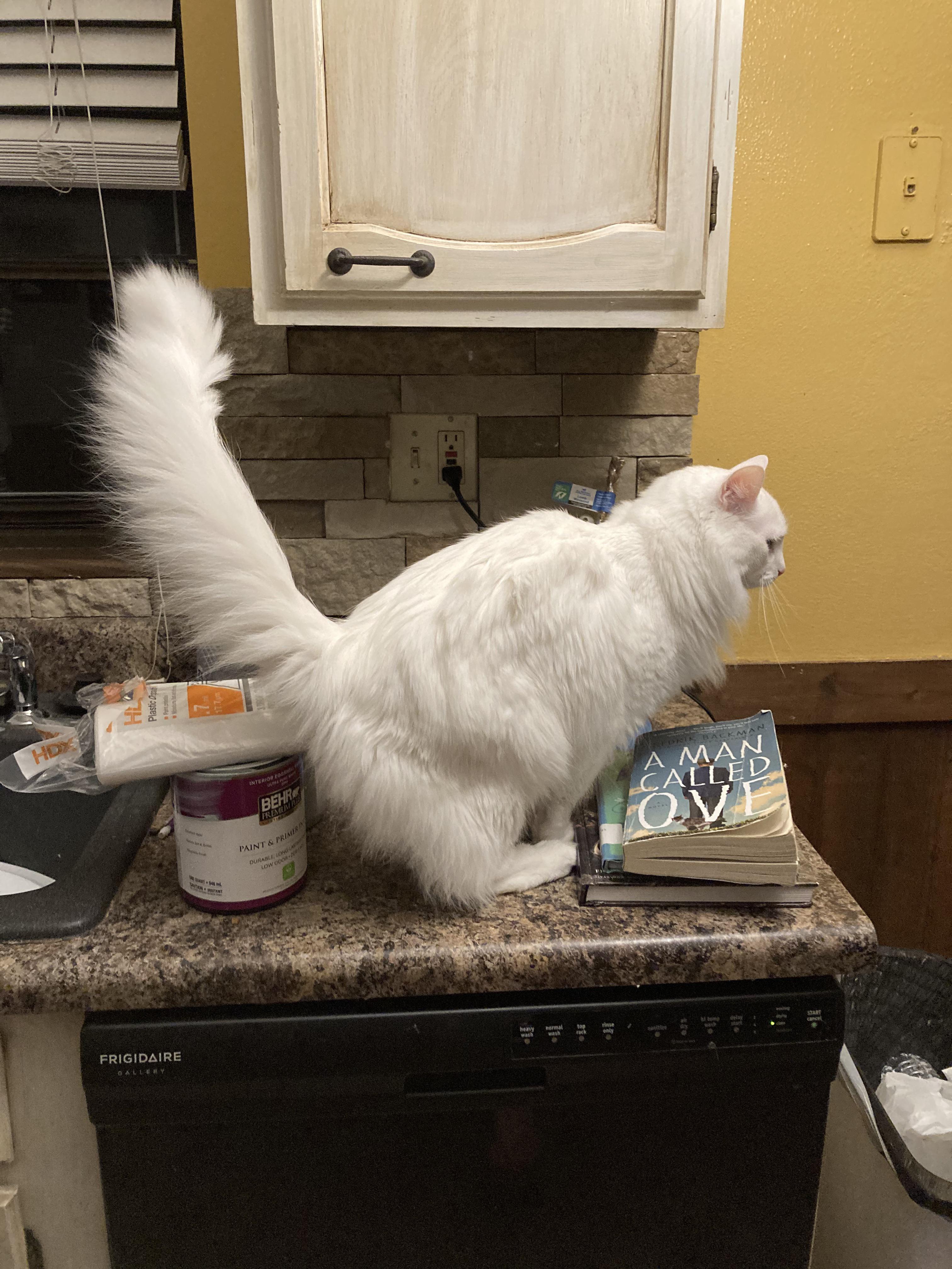 My little floofy bottlebrush boy | Scrolller