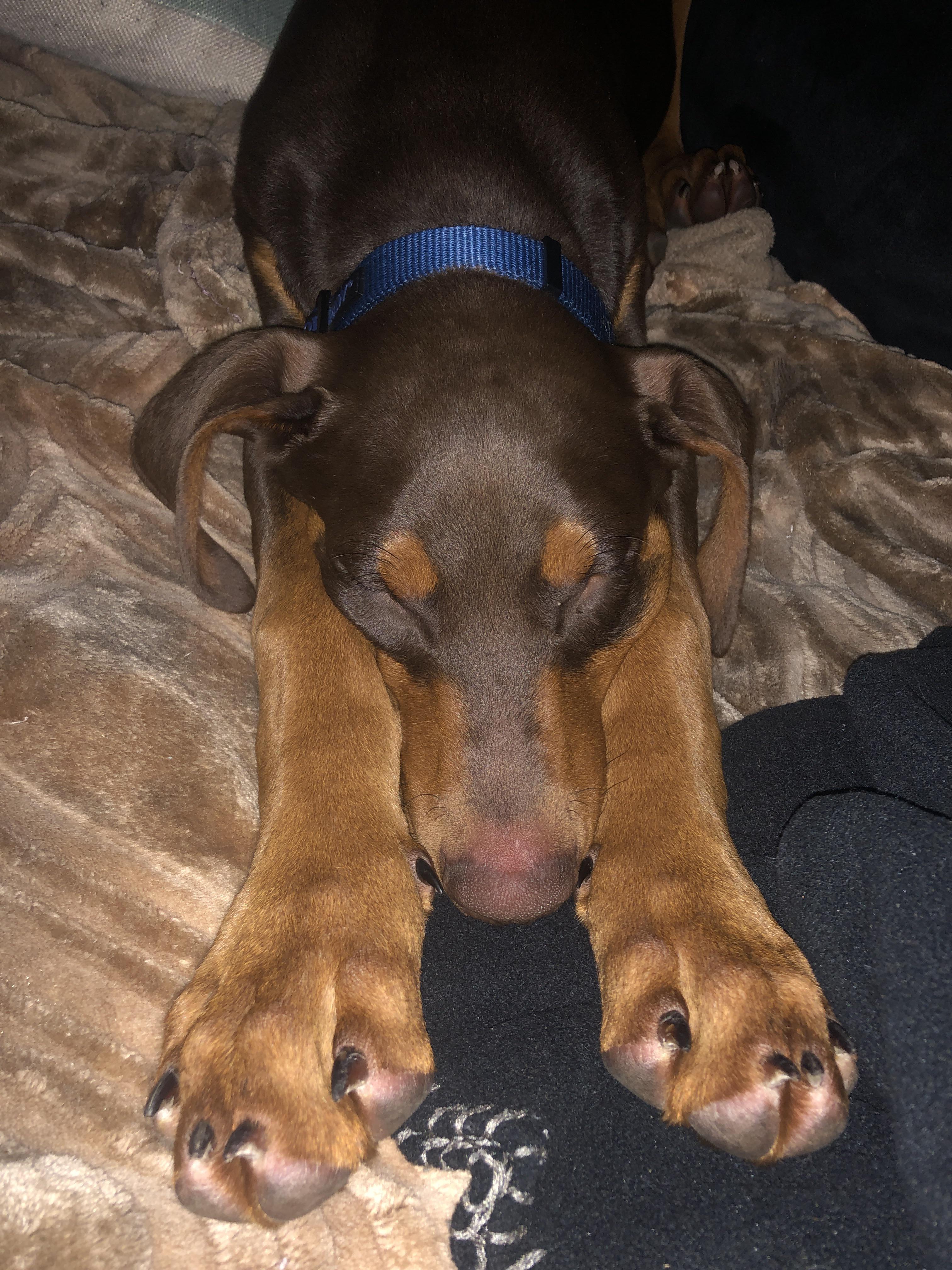 My little hellraiser and his giant cookie paws | Scrolller