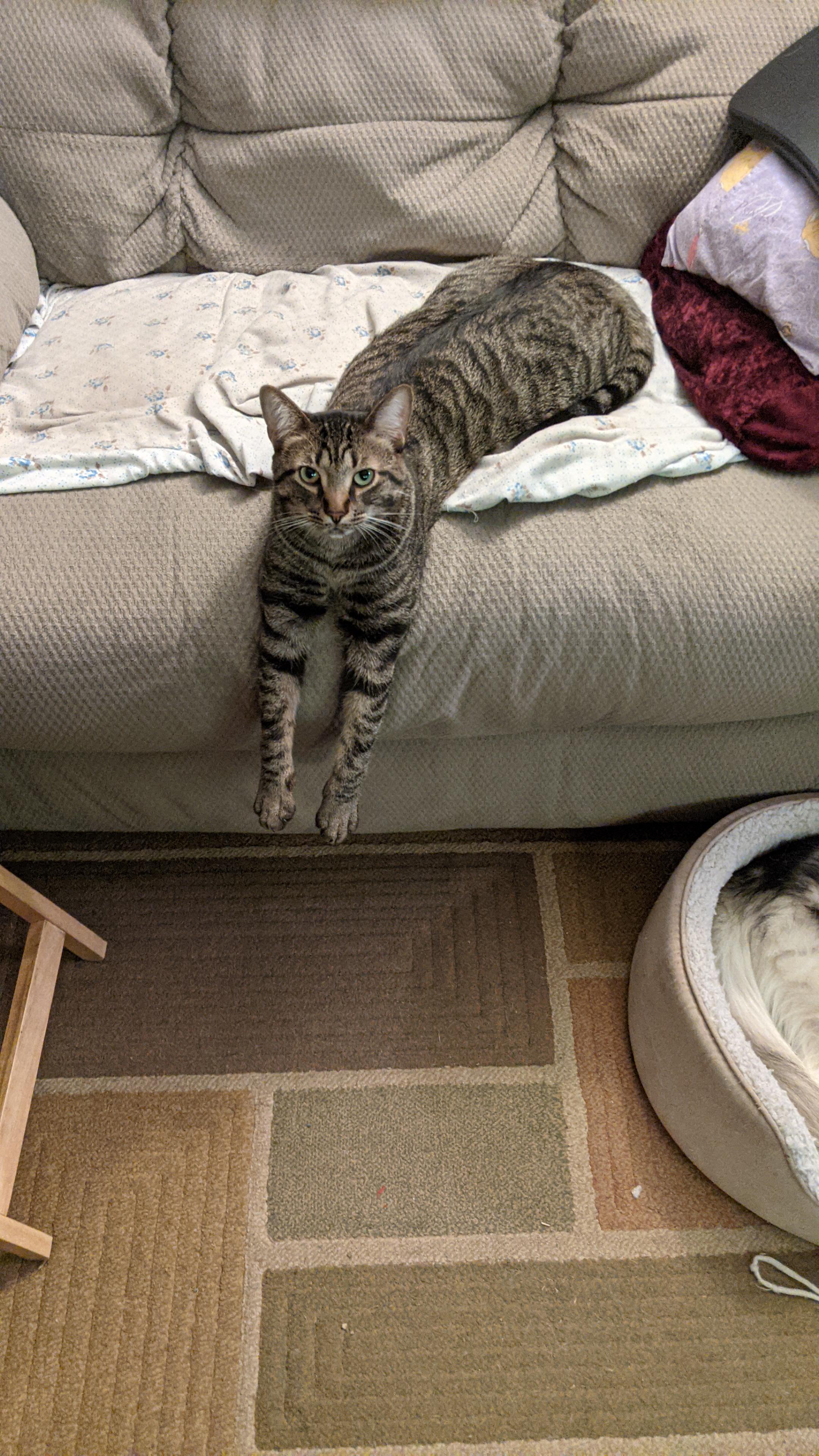 My long handsome boi. | Scrolller