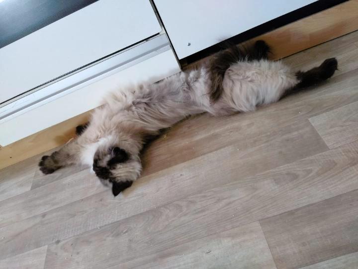 My new cat came in the XXL version | Scrolller