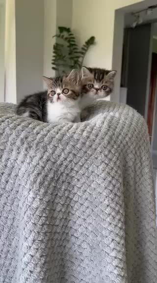 My new kitten | Scrolller