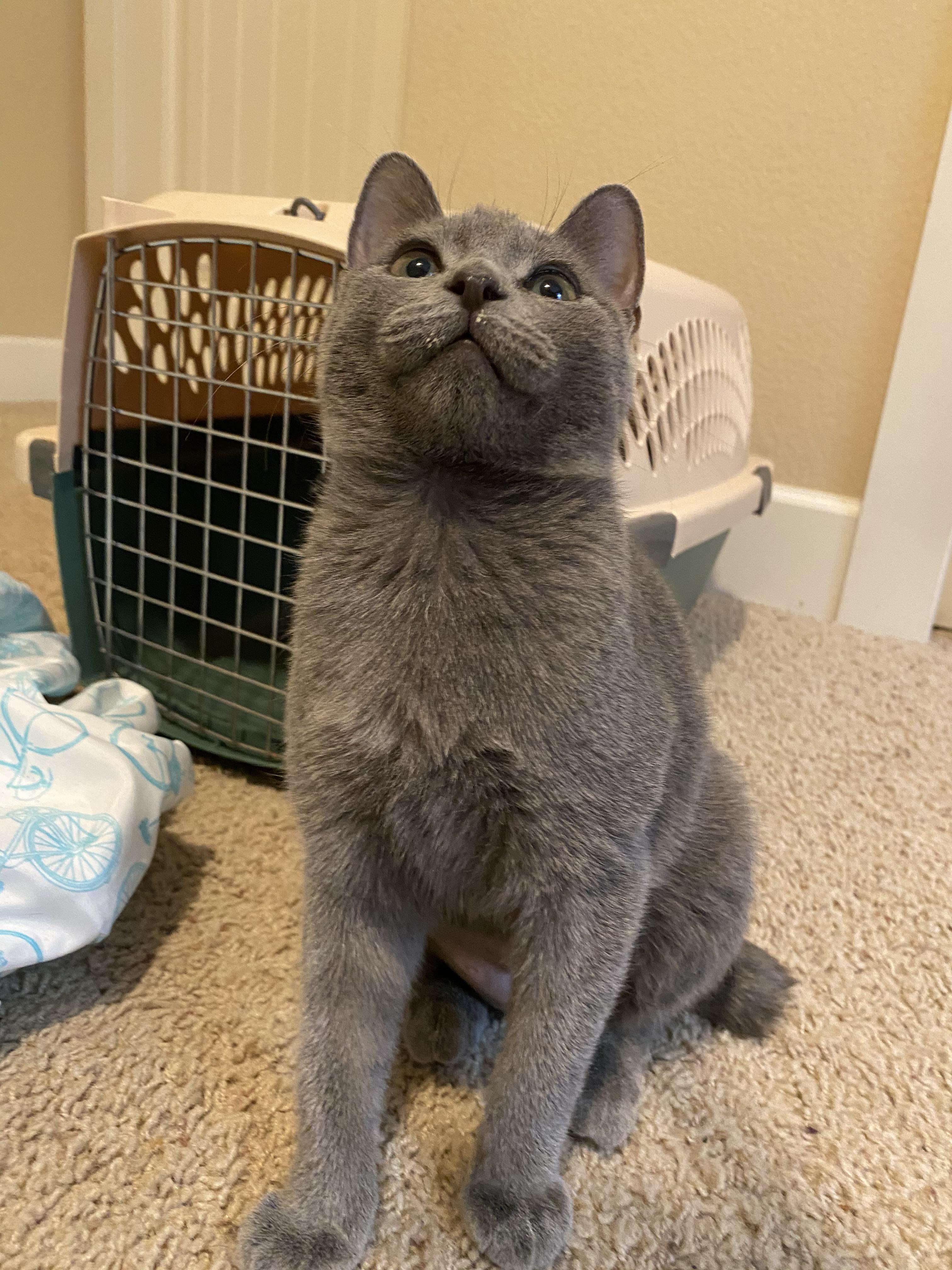 My new kitten has an impeccable peanut. | Scrolller