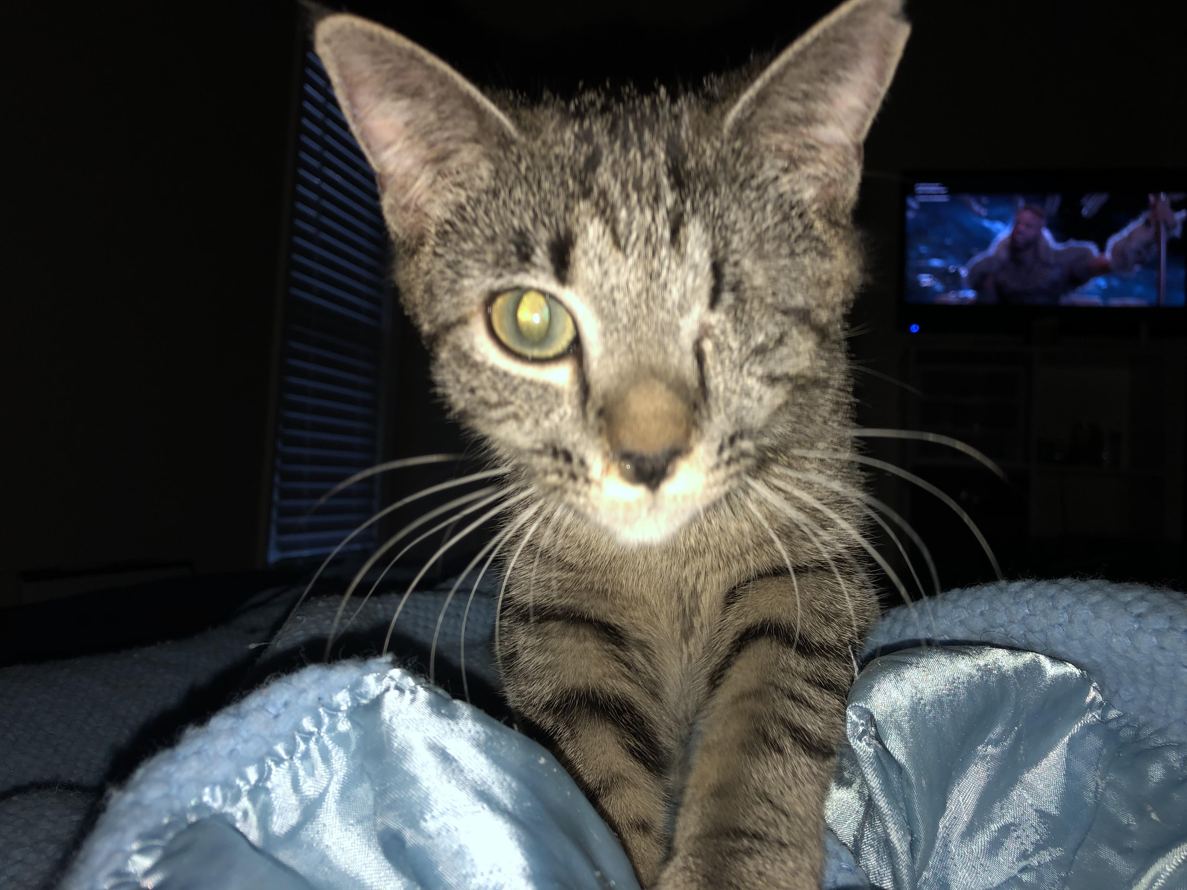 My new privateer kitten, Yoshi Bug, finally seeing the light. | Scrolller