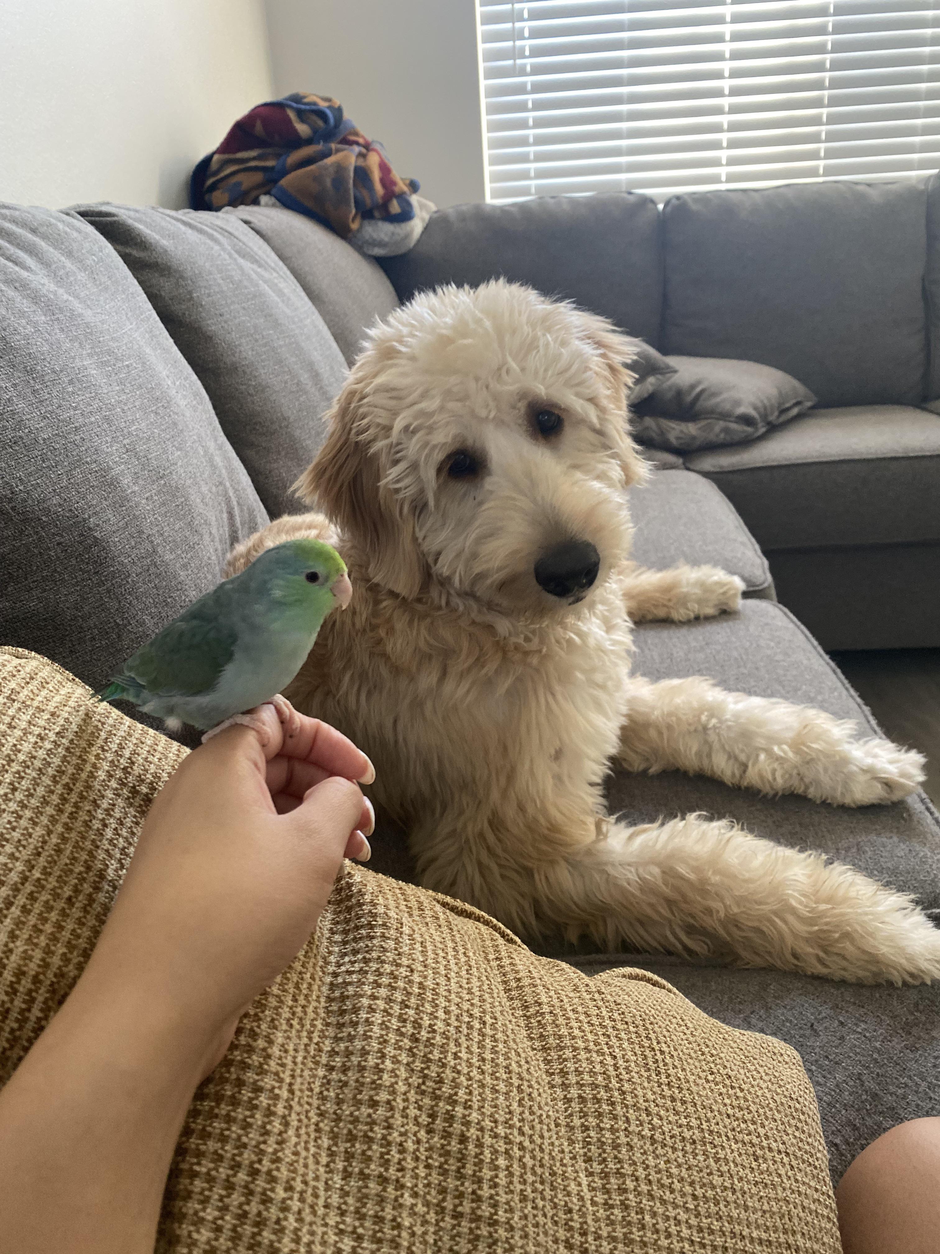 My parrotlet & doodle. 🥰 | Scrolller