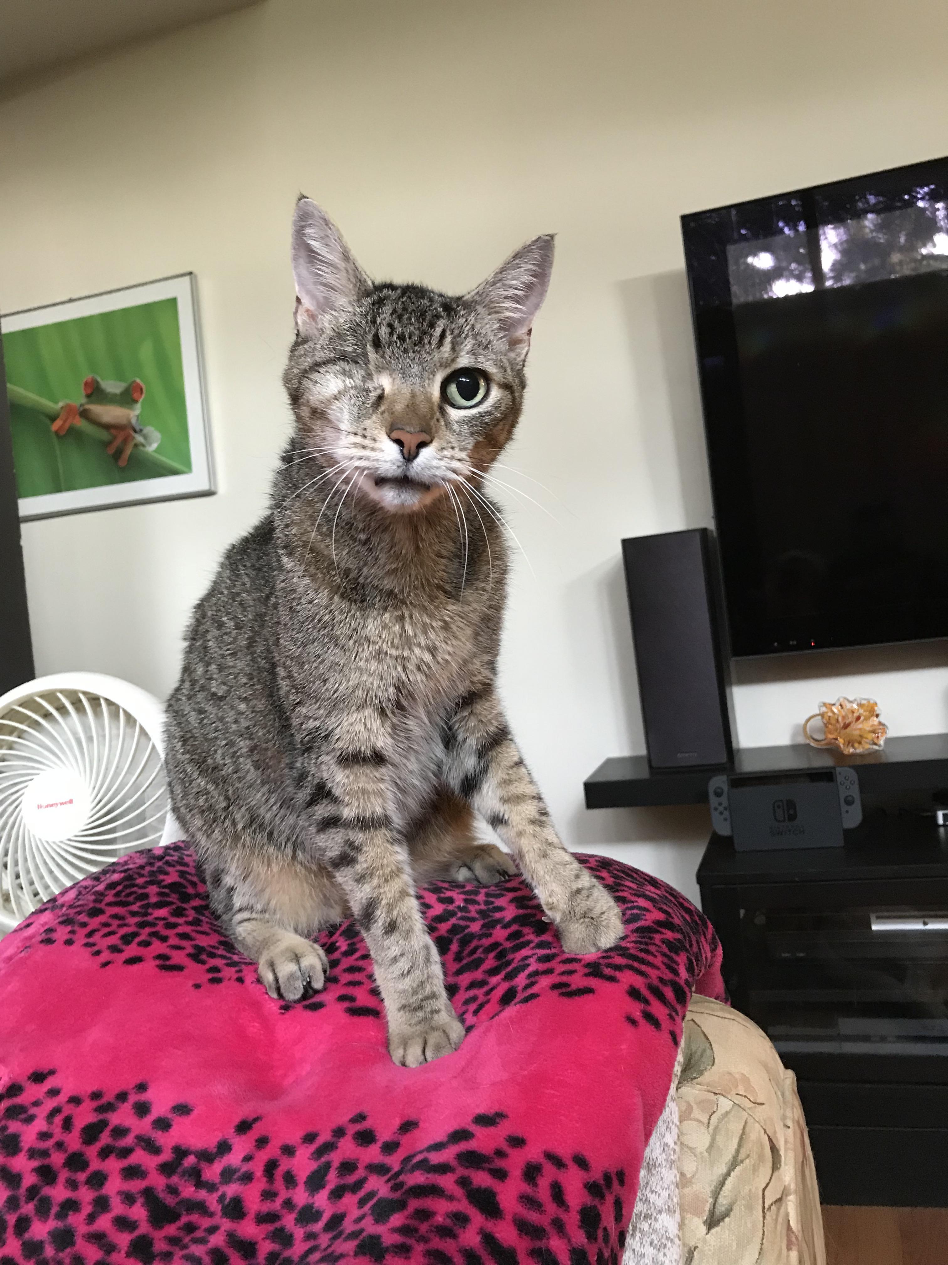 My pirate boy Ojo!! | Scrolller