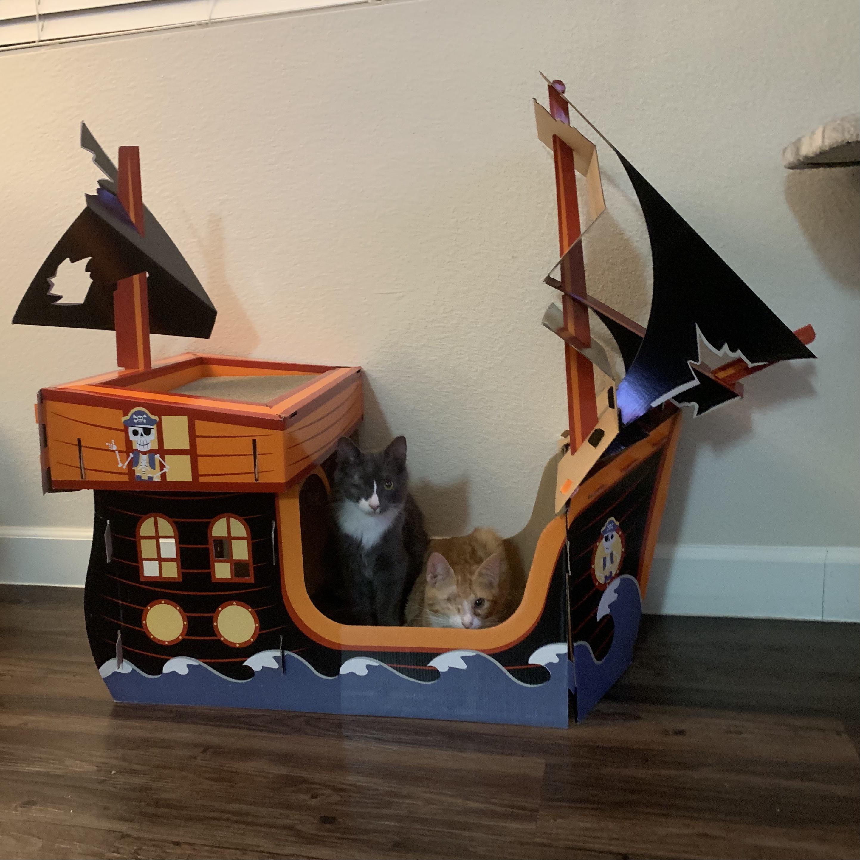 My pirate kitties in their pirate ship! | Scrolller