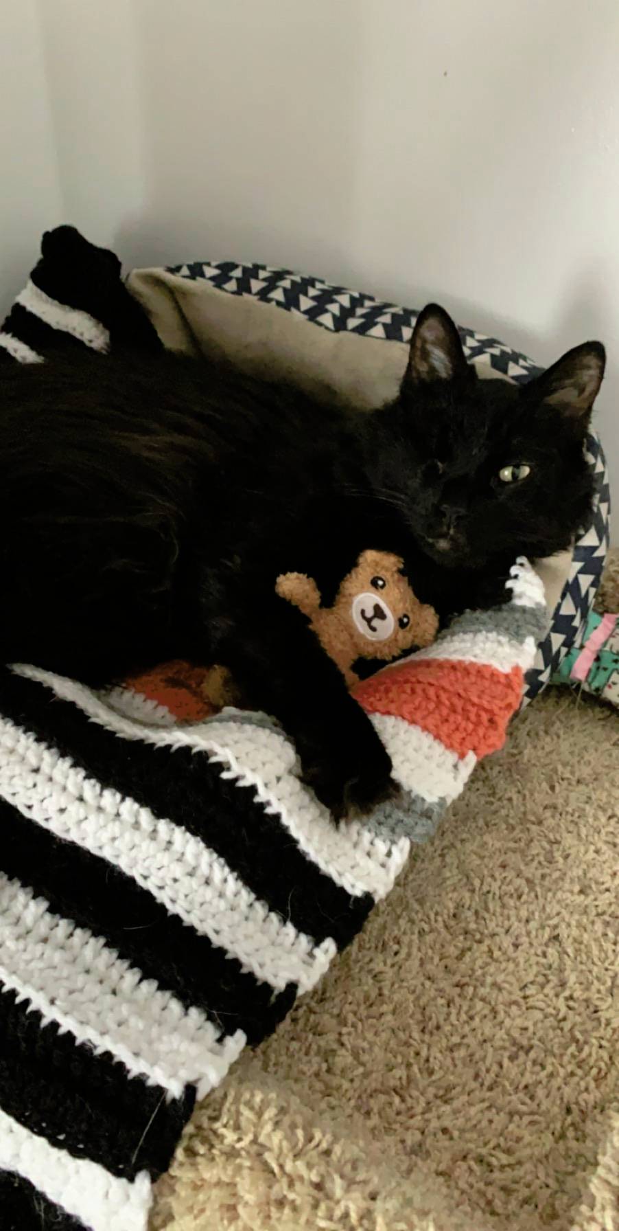 My pirate kitty with his teddy bear | Scrolller