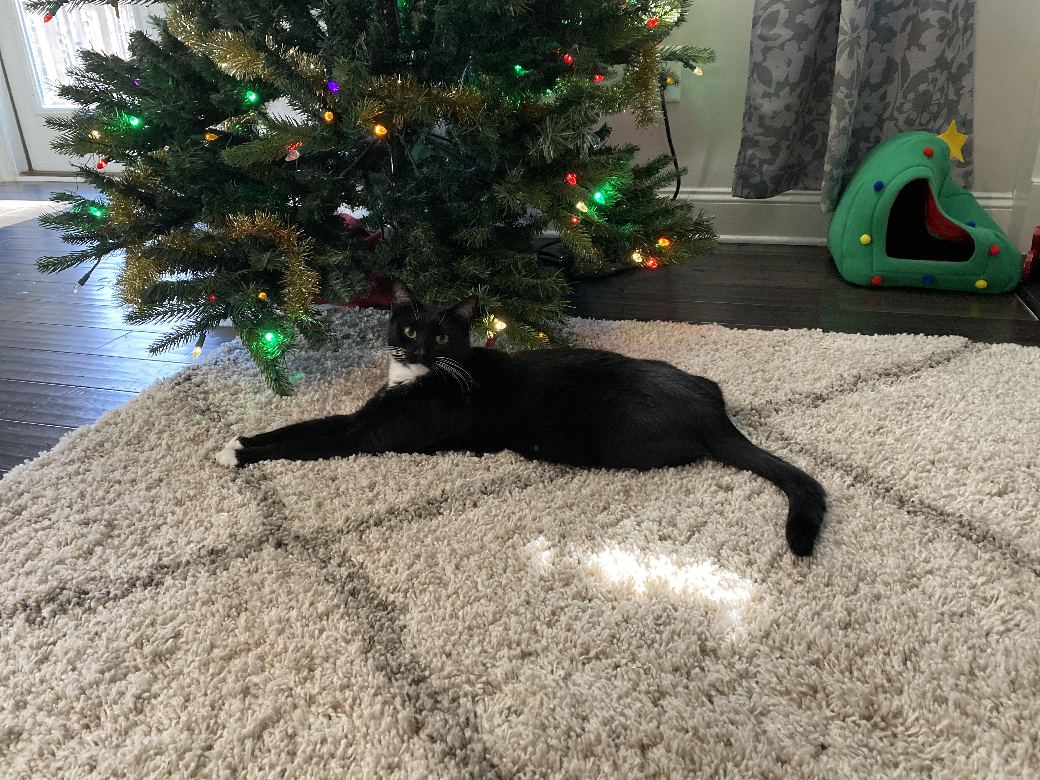 My pretty boi in front of the tree 🖤 | Scrolller