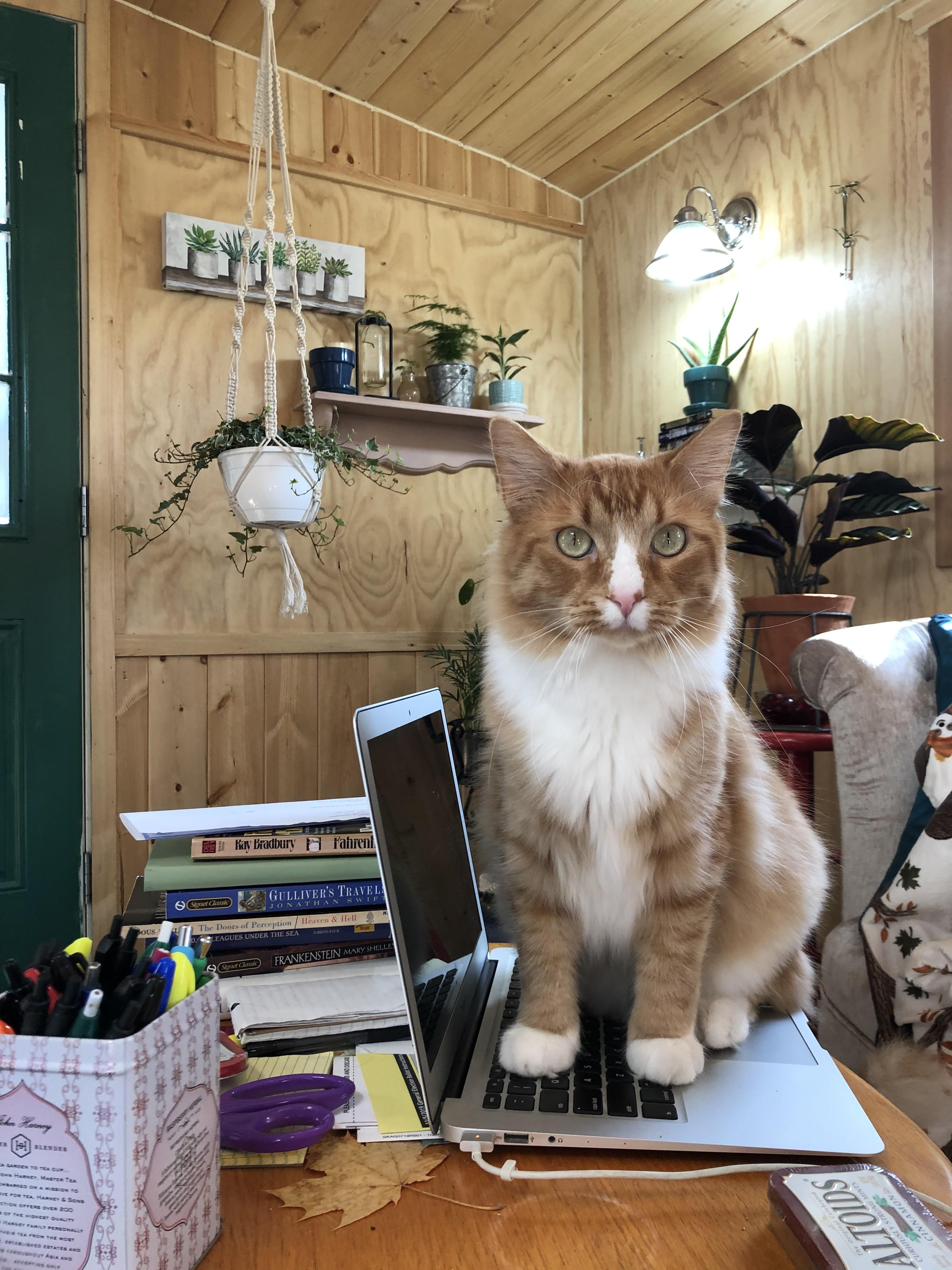 My pretty kitty demanding my attention | Scrolller