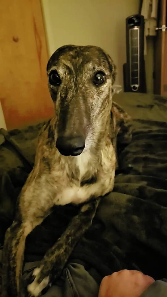 My pup politely asking for dinner | Scrolller