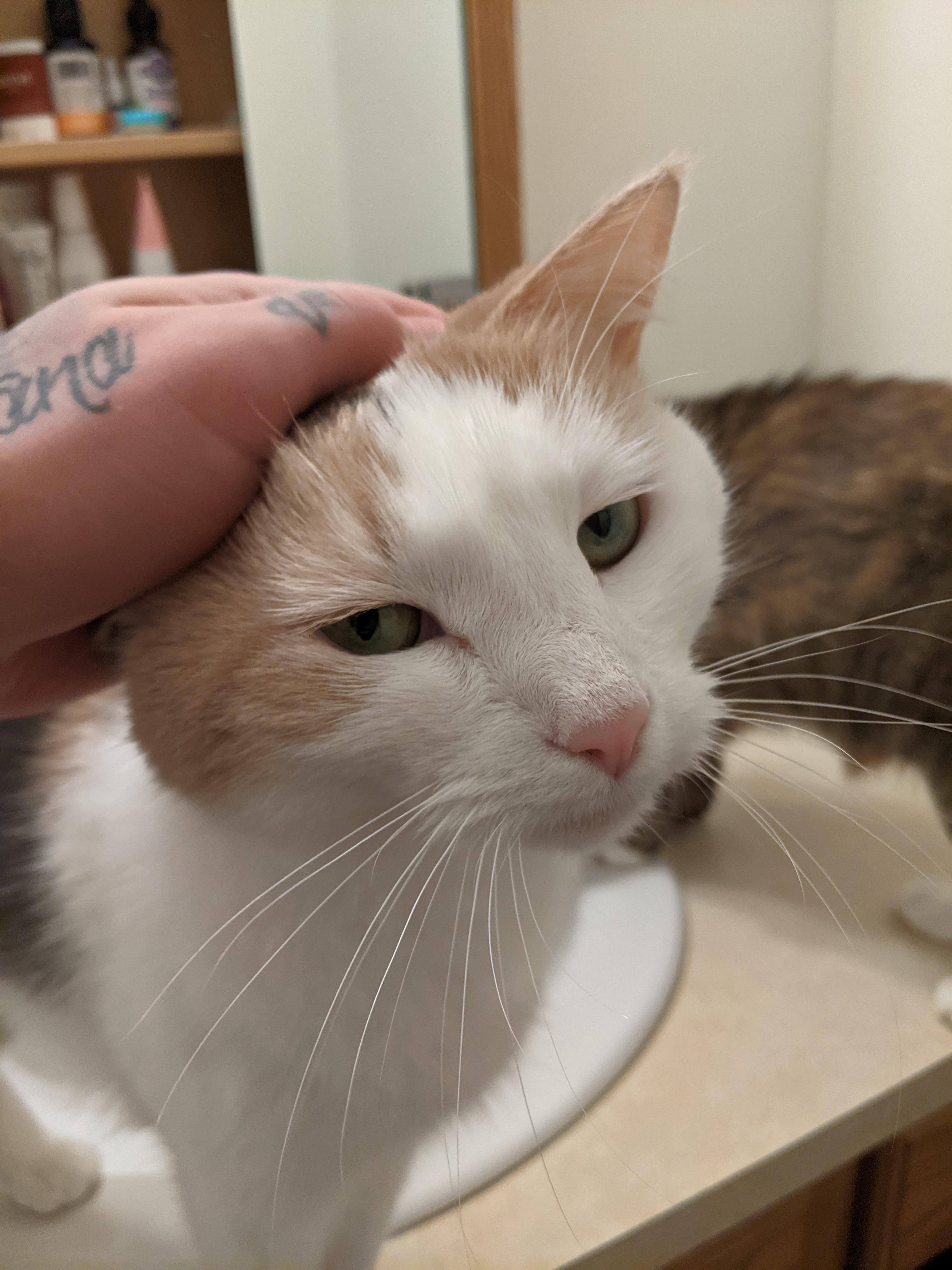 My purrfect lil peanut | Scrolller