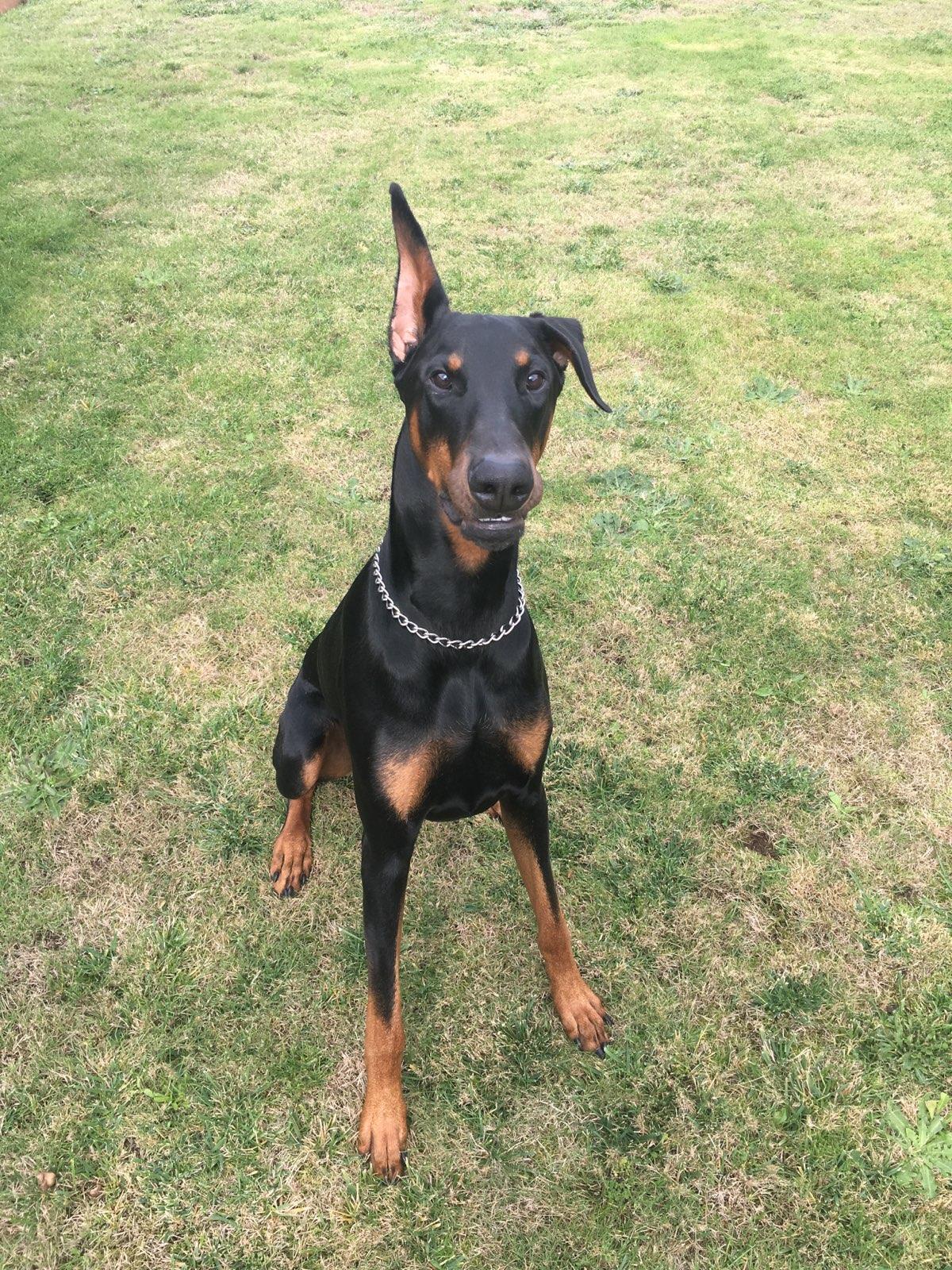 My rescue boy with his floppy ear | Scrolller