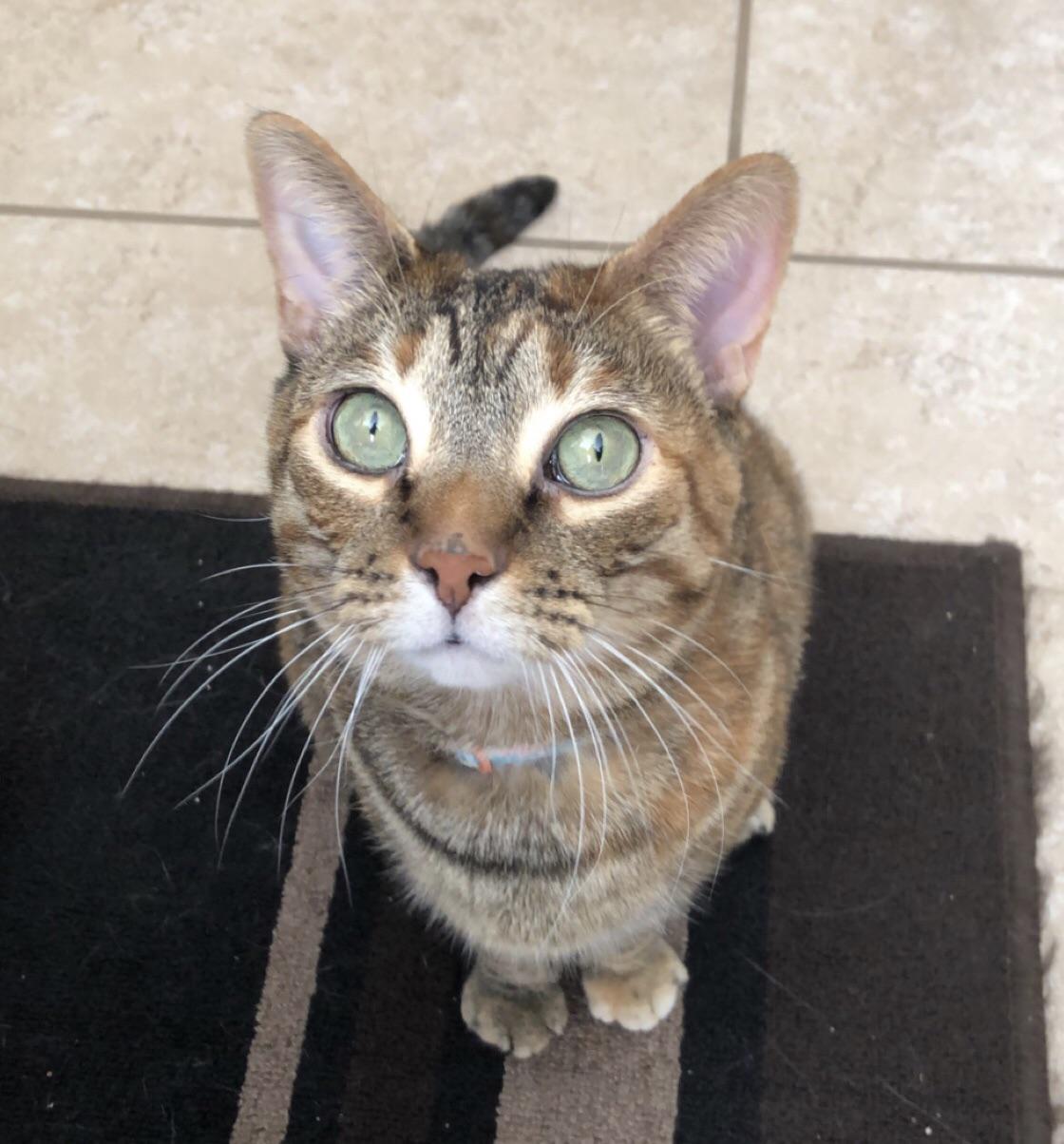 My Sheba showing off her peanut while she begs | Scrolller