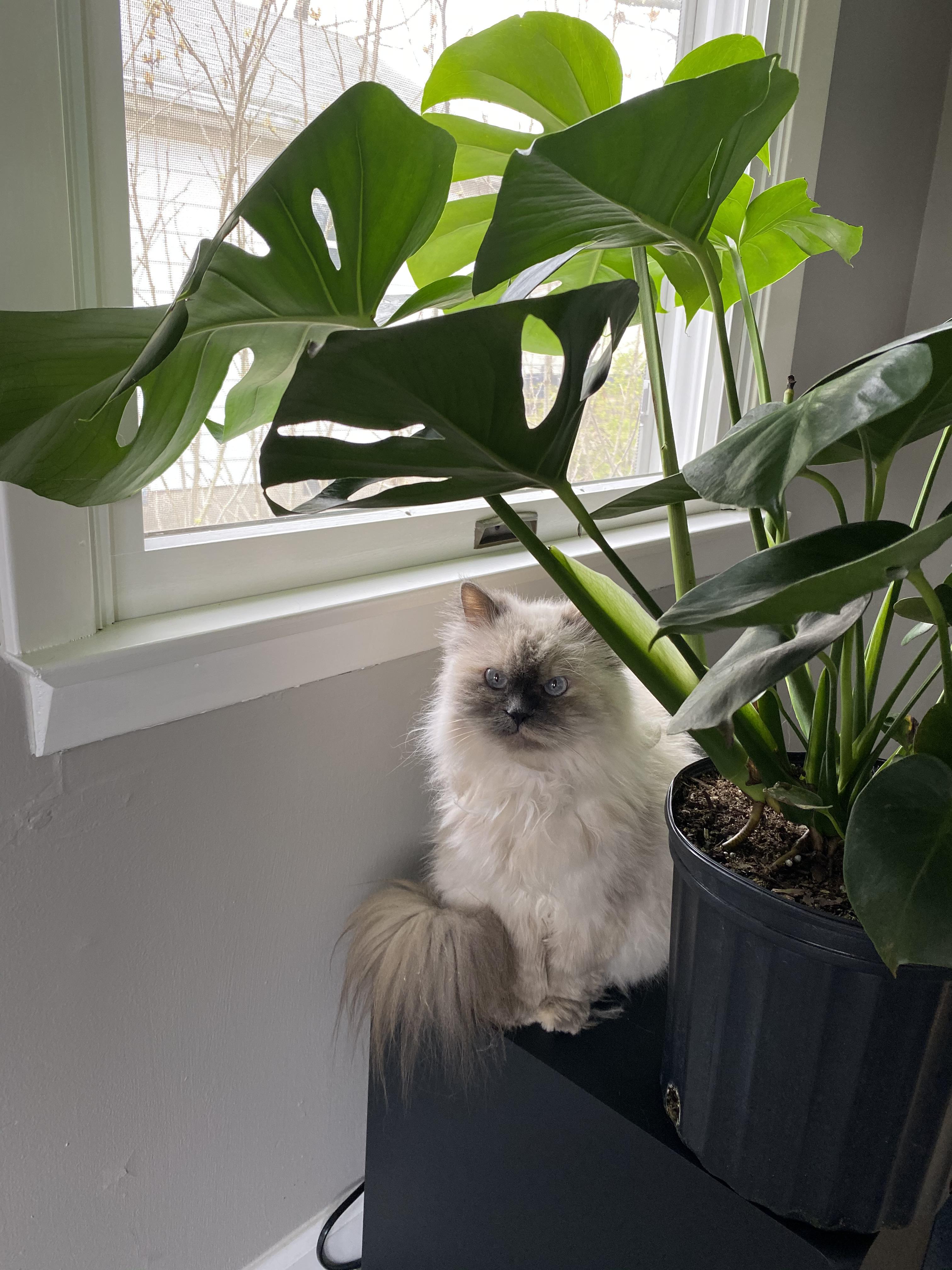 My shy foster enjoying the window | Scrolller