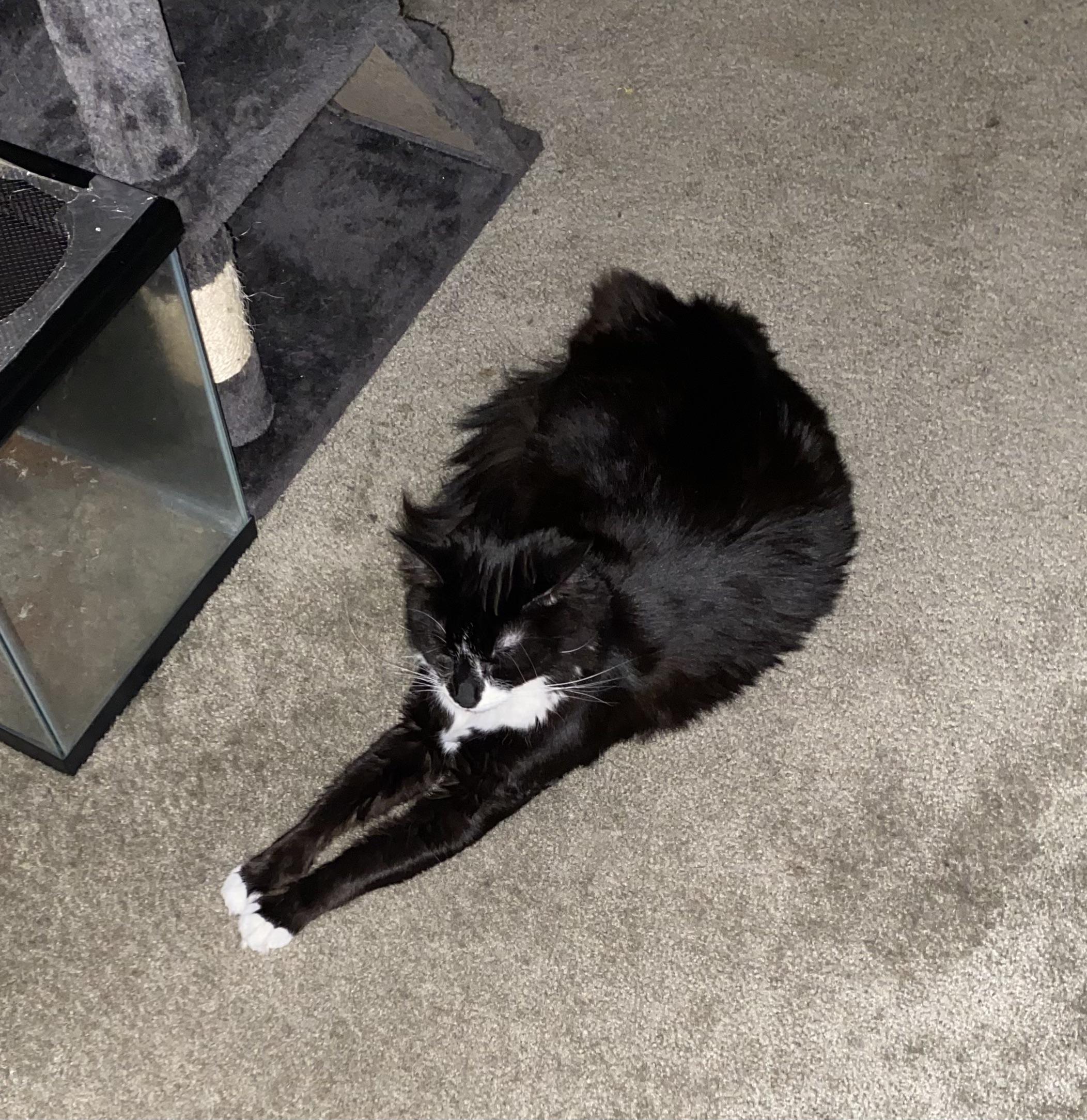 My sister’s floof, Frankenstein | Scrolller