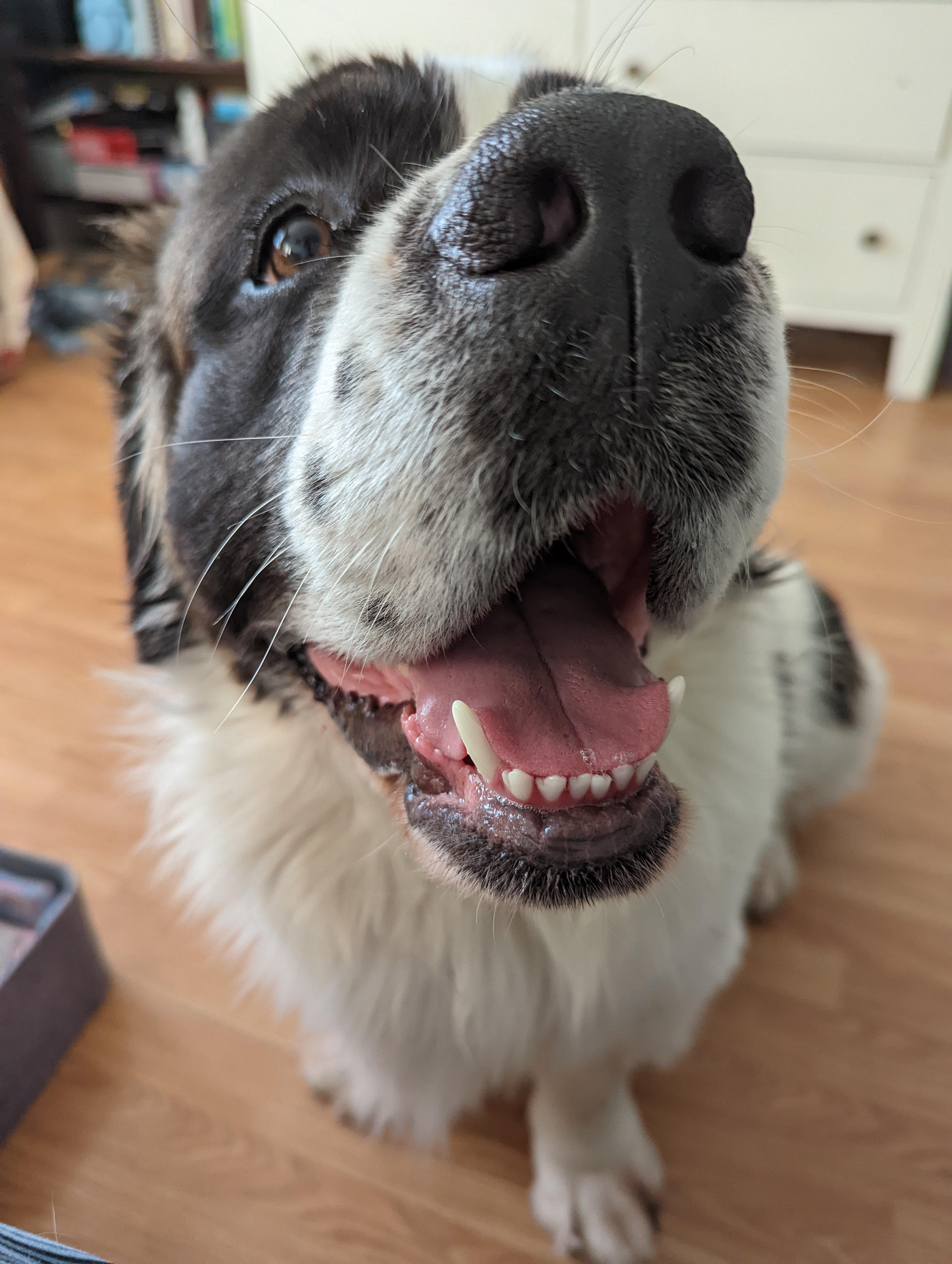 My sisters very happy boy, Charlie | Scrolller