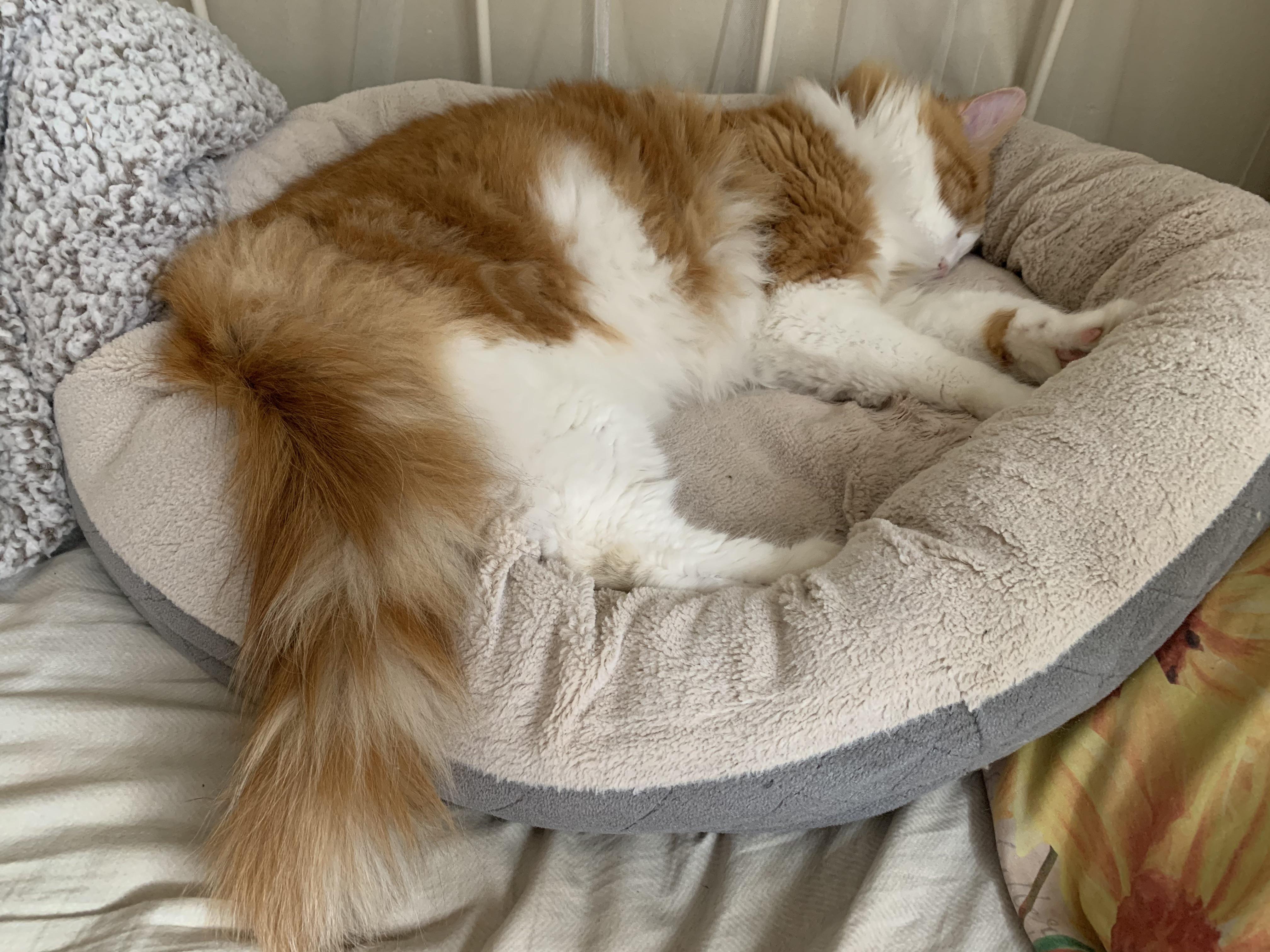 My sleepy squirrel boy | Scrolller