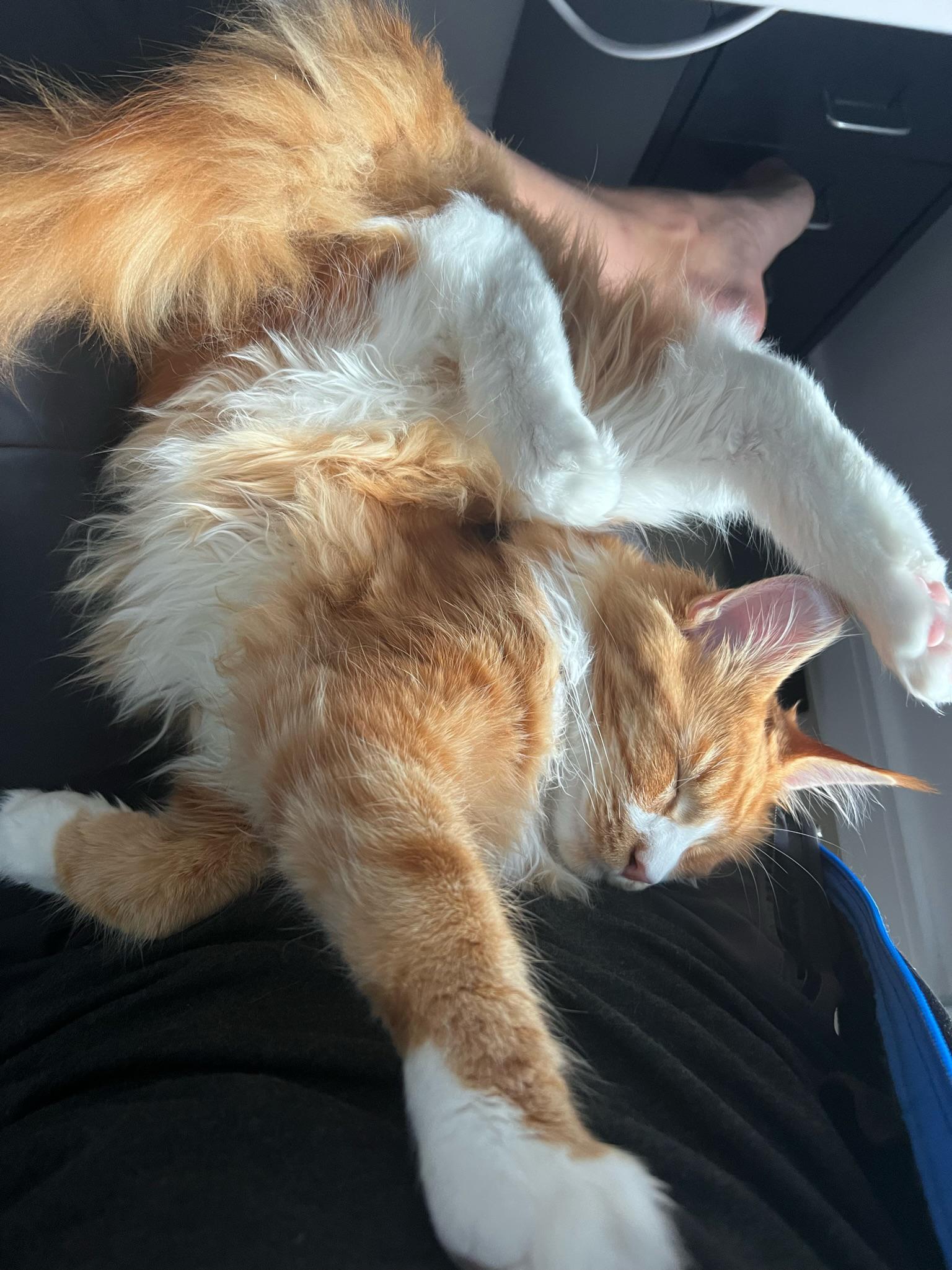 My submission, my girlfriend’s cat. | Scrolller