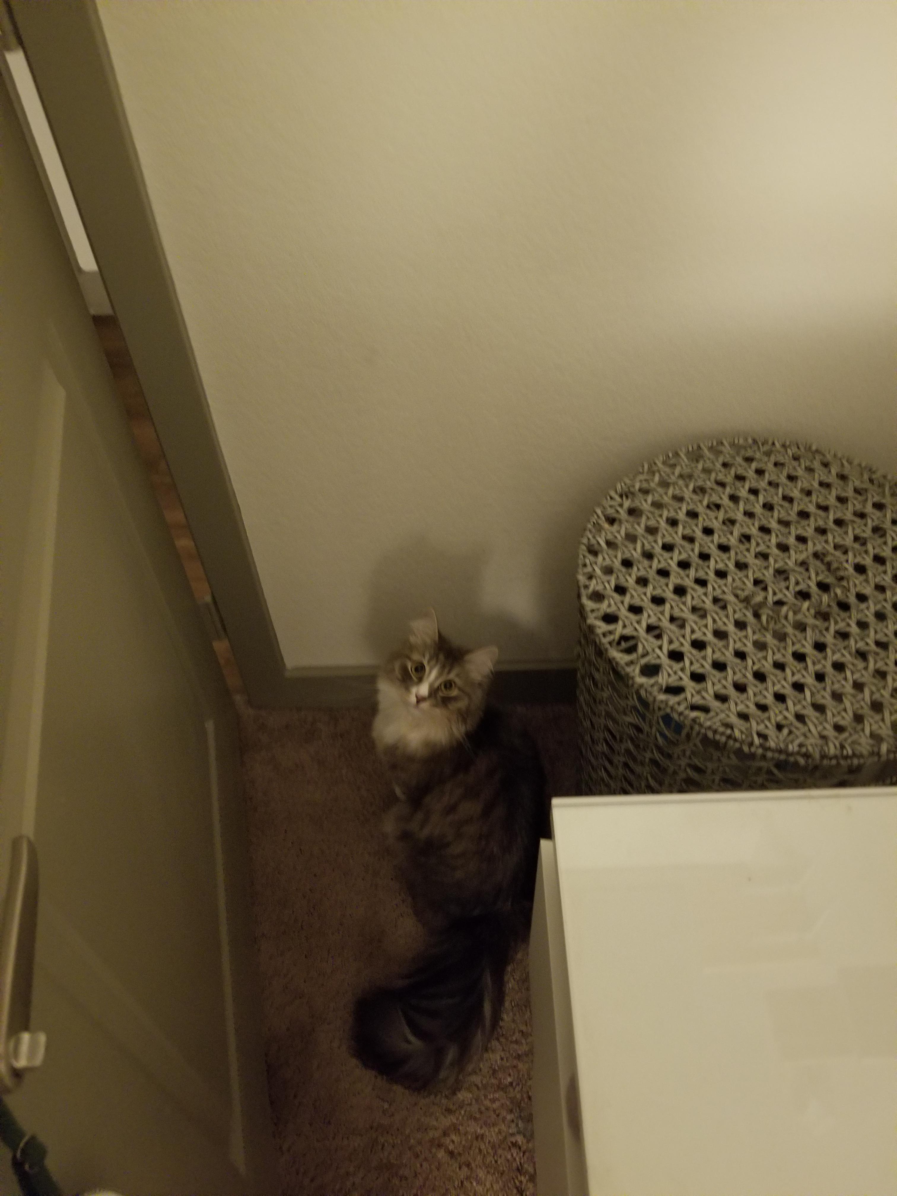 My sweet Samson | Scrolller