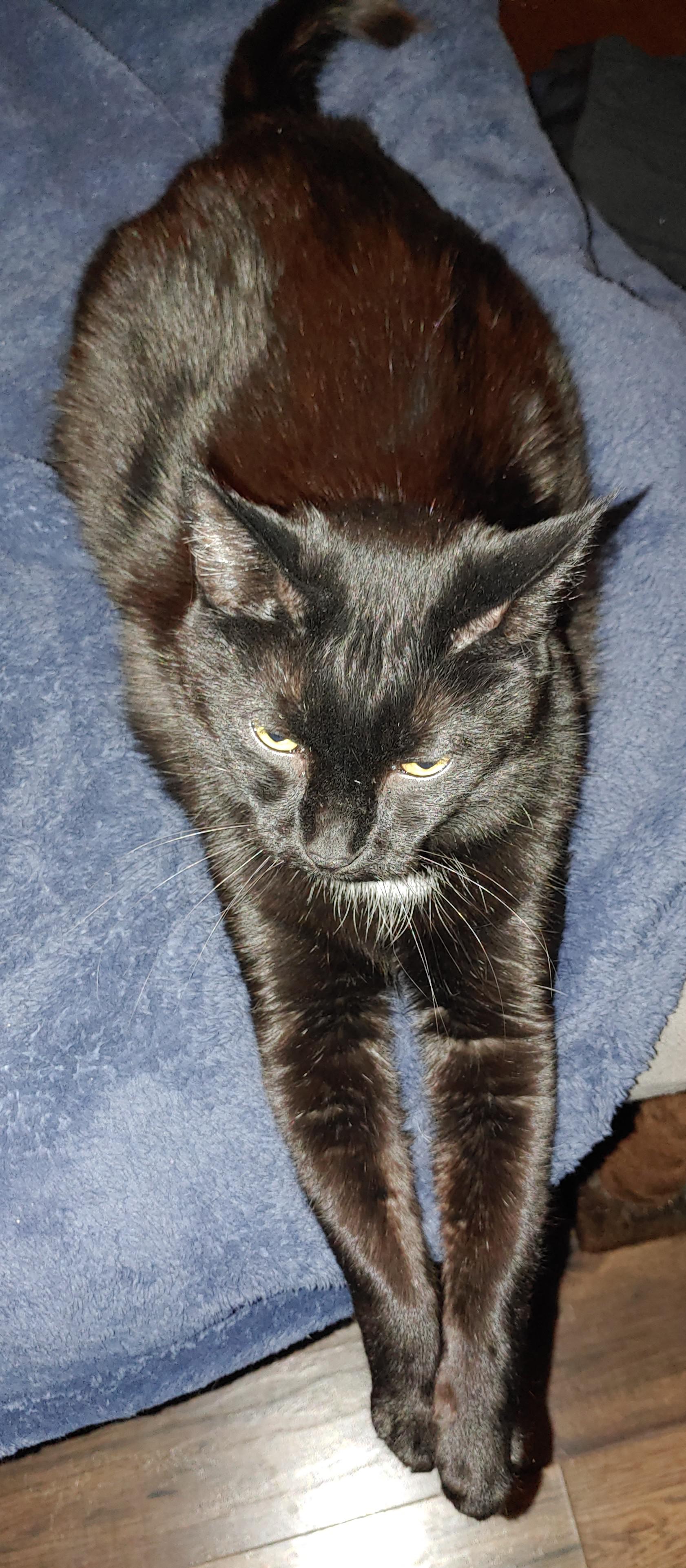 My sweet void Gato likes to always keep his feetsies straightened | Scrolller