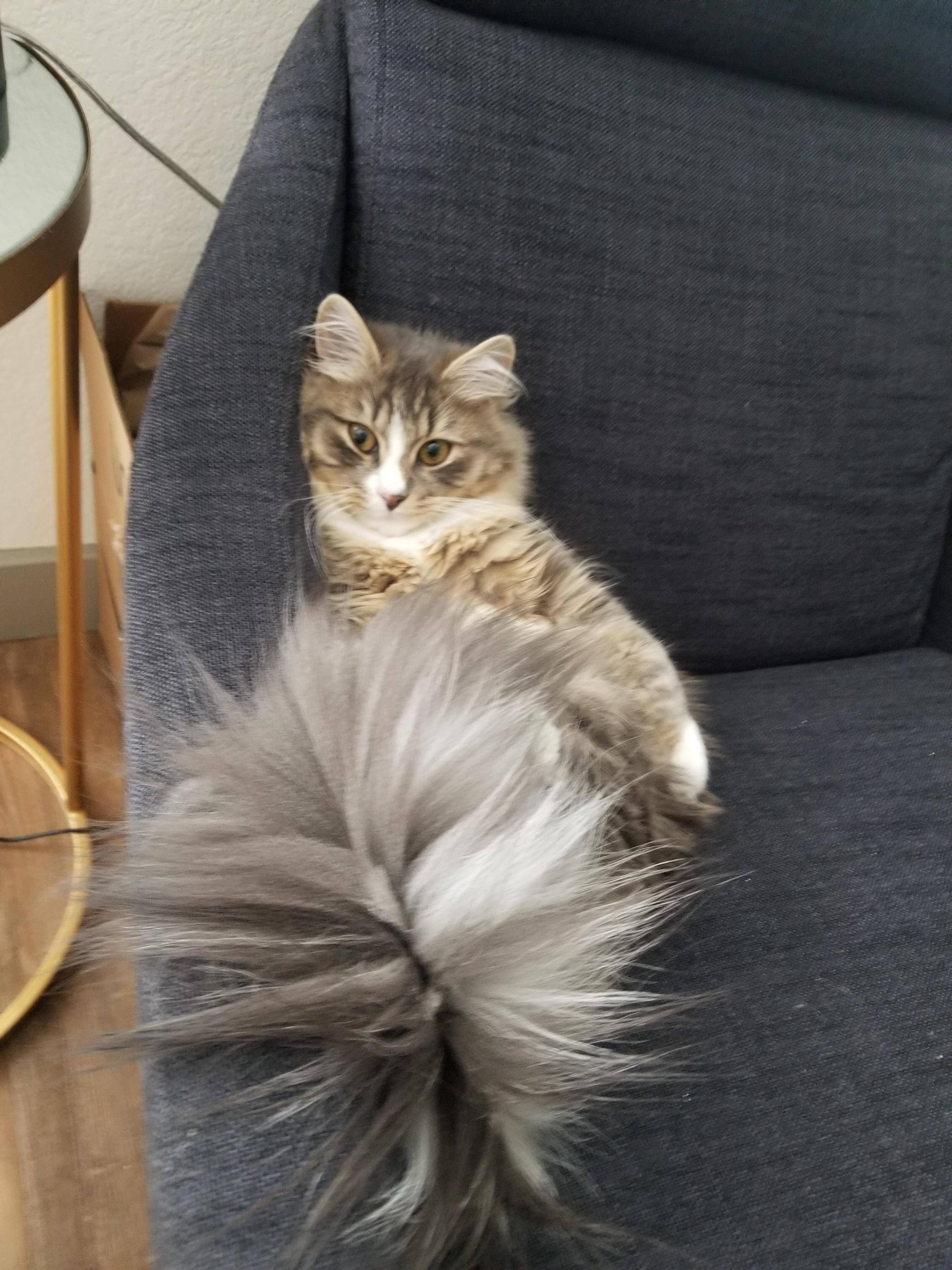 My tail is that big? | Scrolller