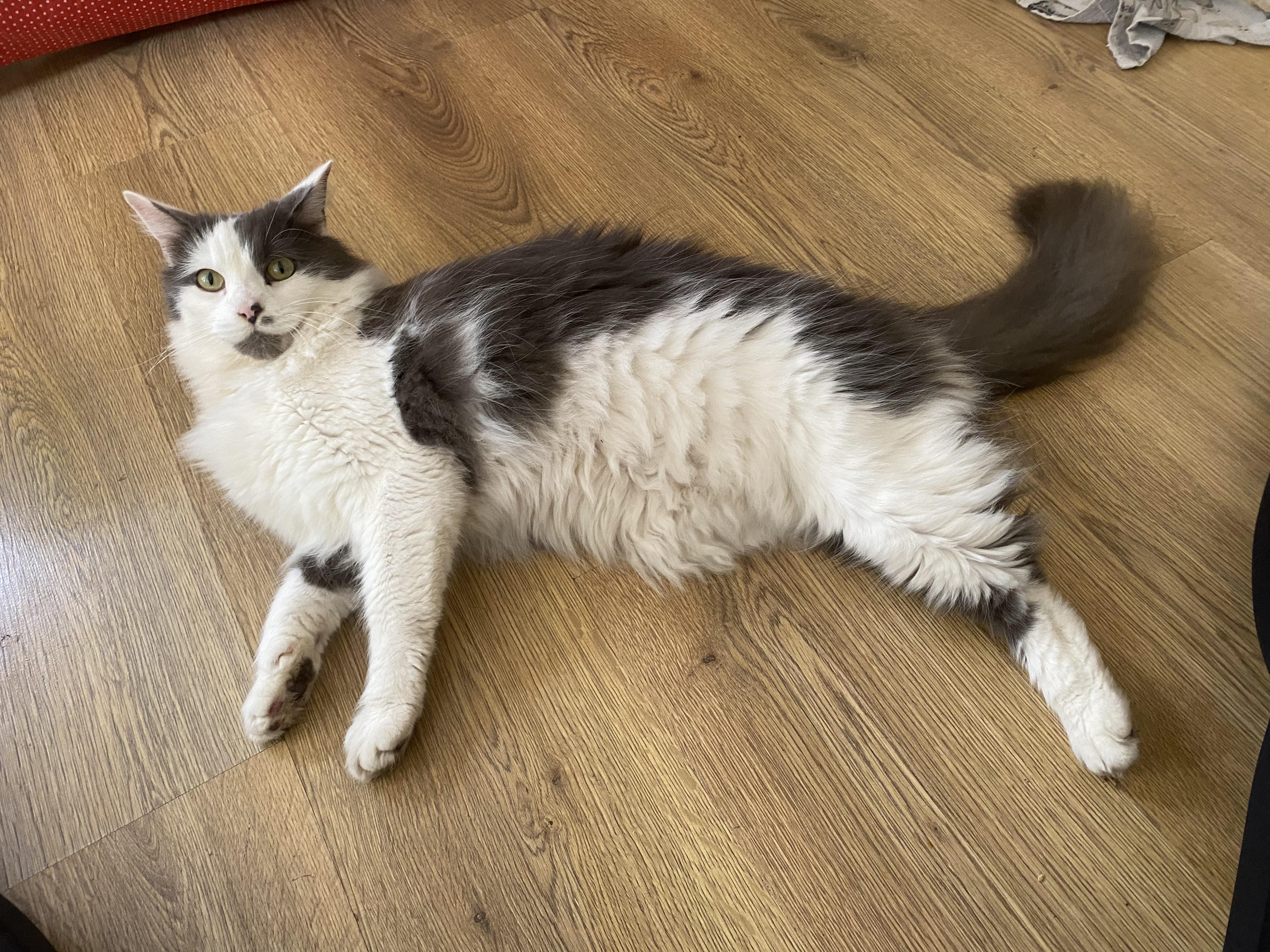 My three-legged pirate kitty is new to this thread 🏴☠️Hello everyone 👋 ... My three-legged pirate kitty is new to this thread 🏴☠️Hello everyone 👋 ...