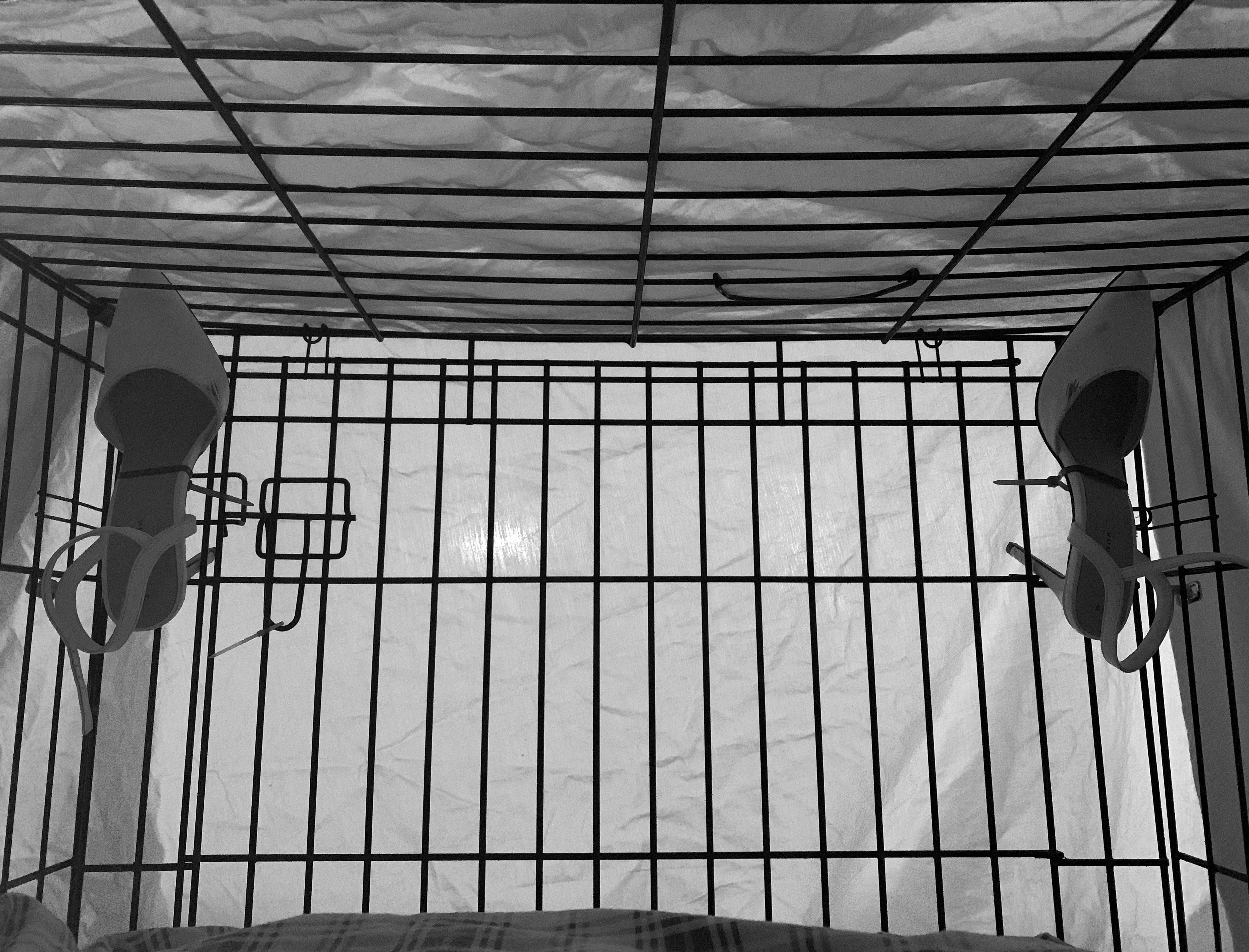 My training continued this weekend with a new cage from my master! And new shoes… | Scrolller