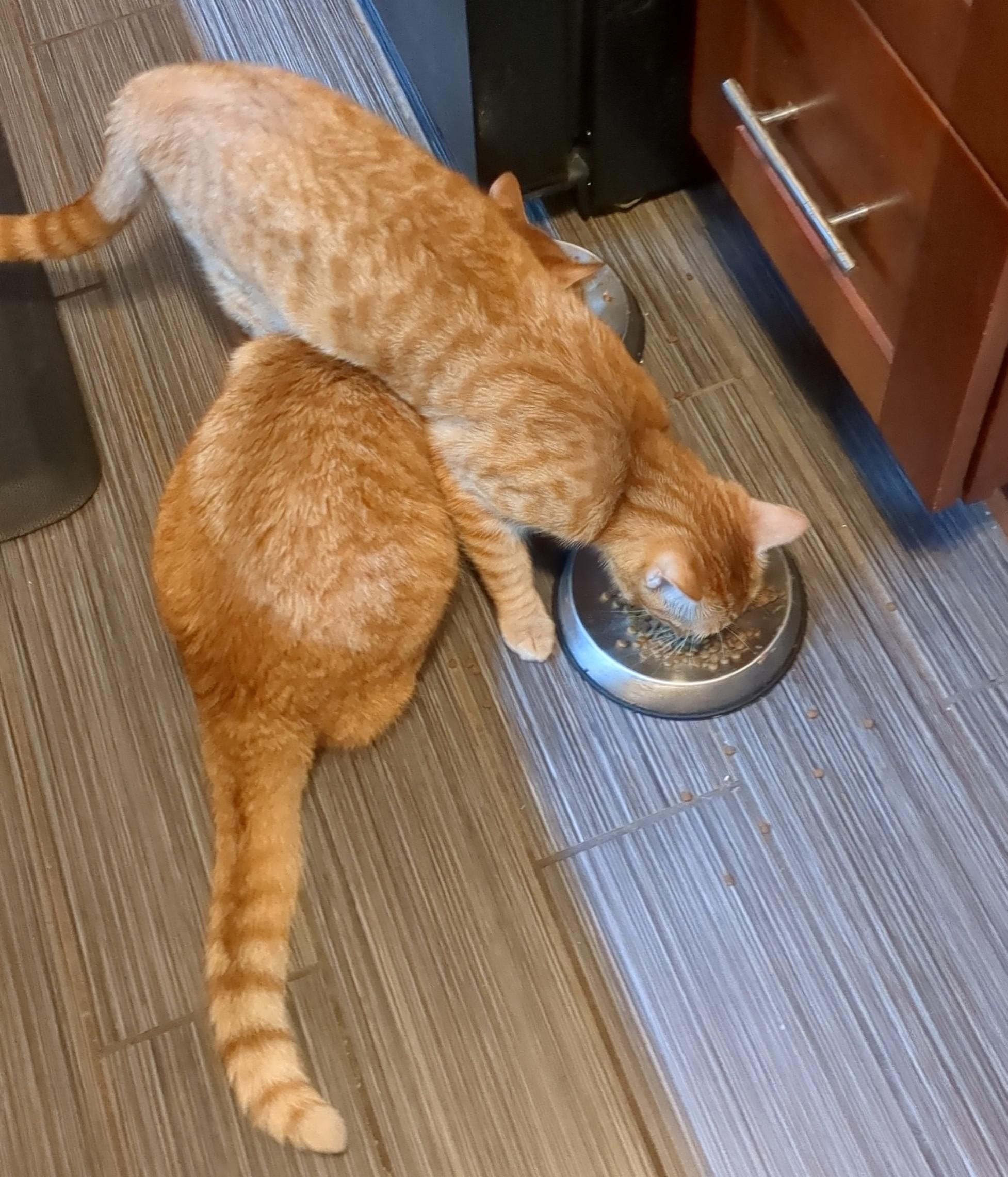 My twin brother and sister cats don't even have one brain cell between them... | Scrolller