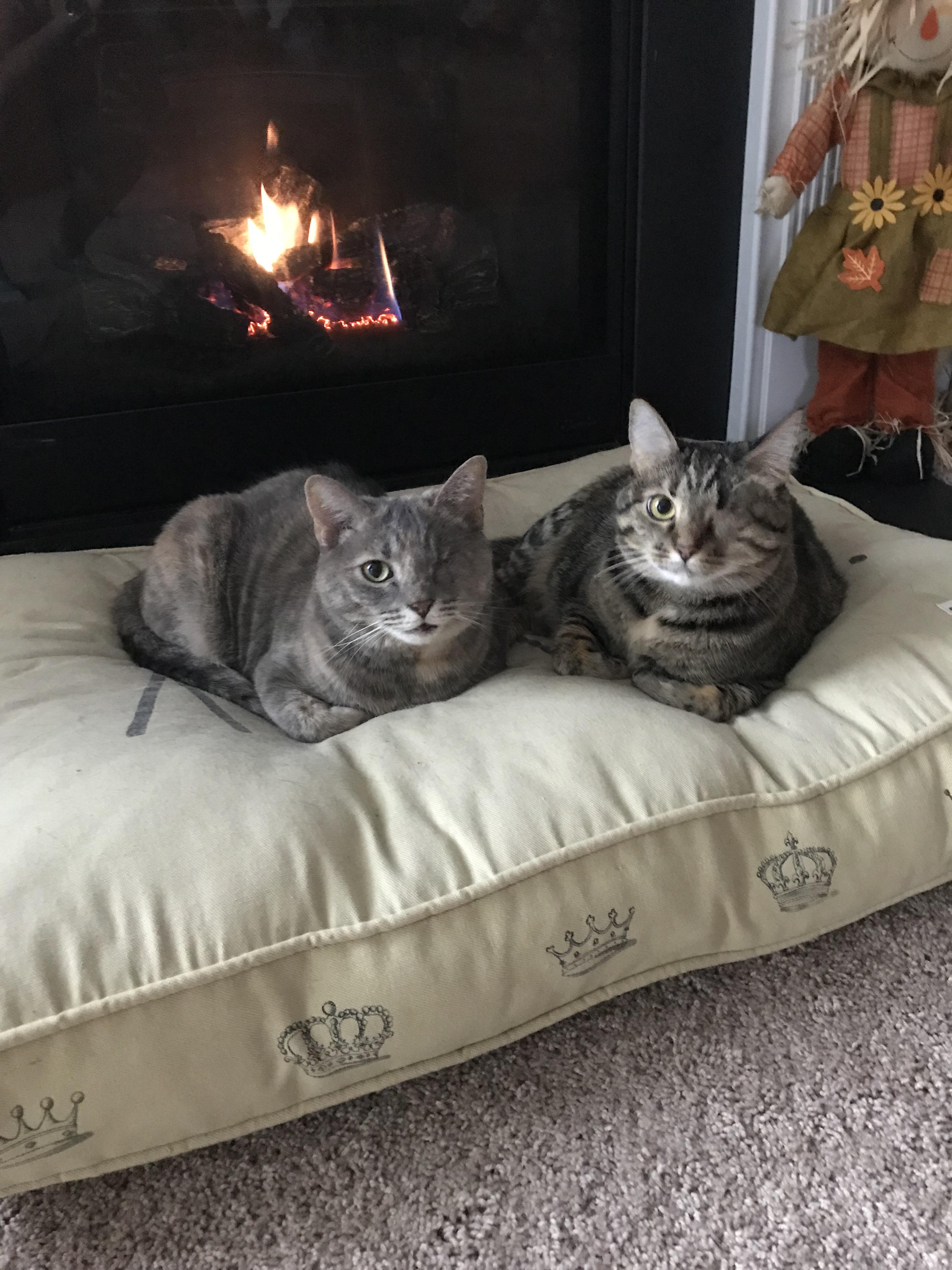 my two pirate kitties! | Scrolller