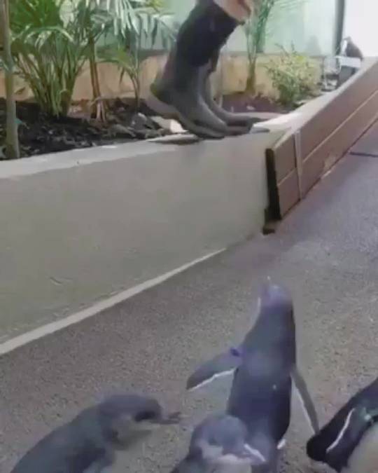 needy penguin friend | Scrolller