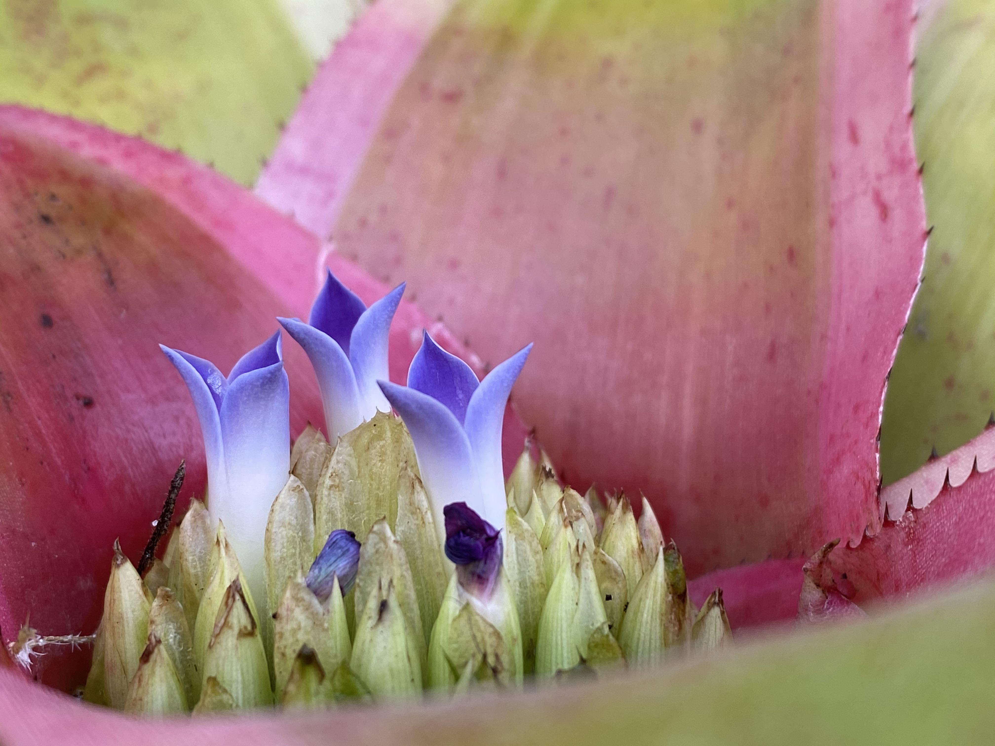 Neoregelia blooming! | Scrolller