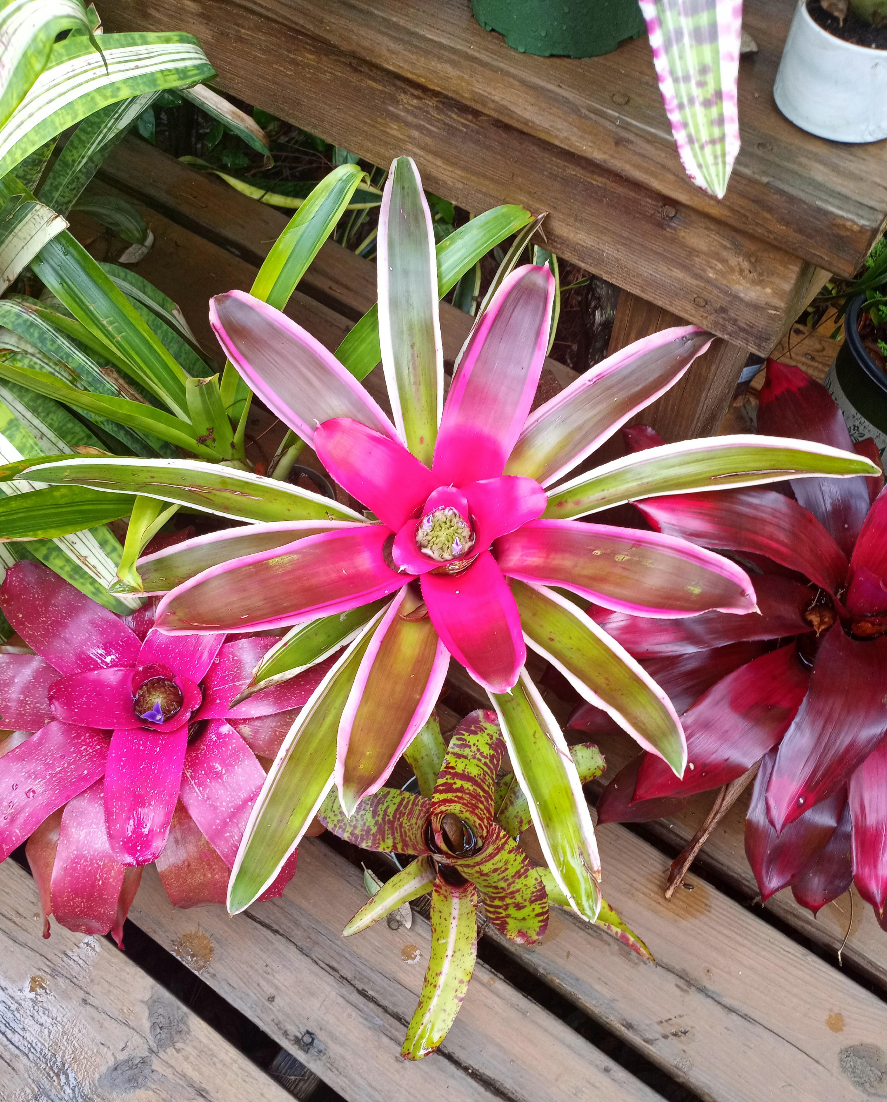neoregelia "Raphael" in bloom! | Scrolller
