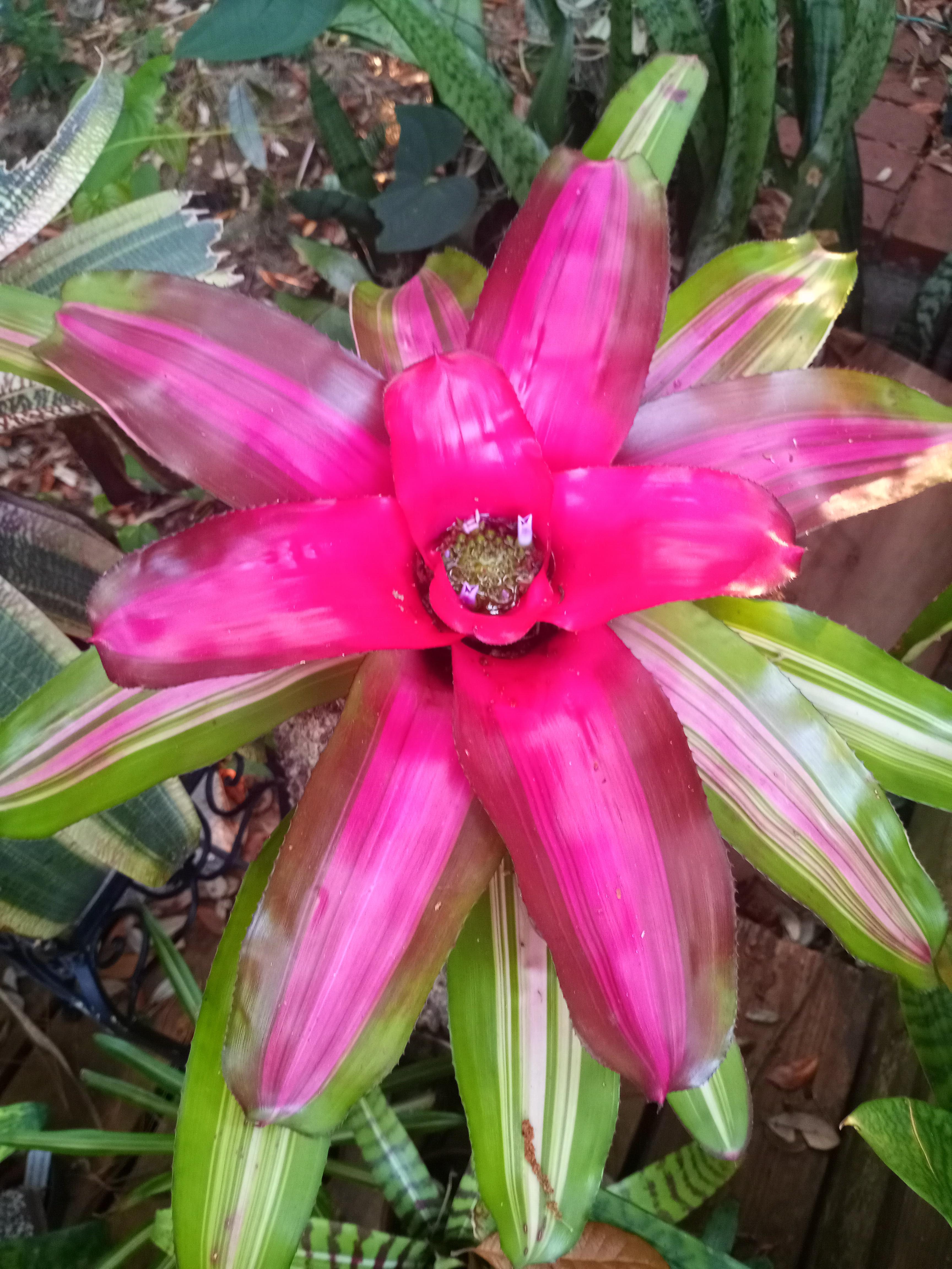 Neoregelia "Wolfgang" in bloom! | Scrolller