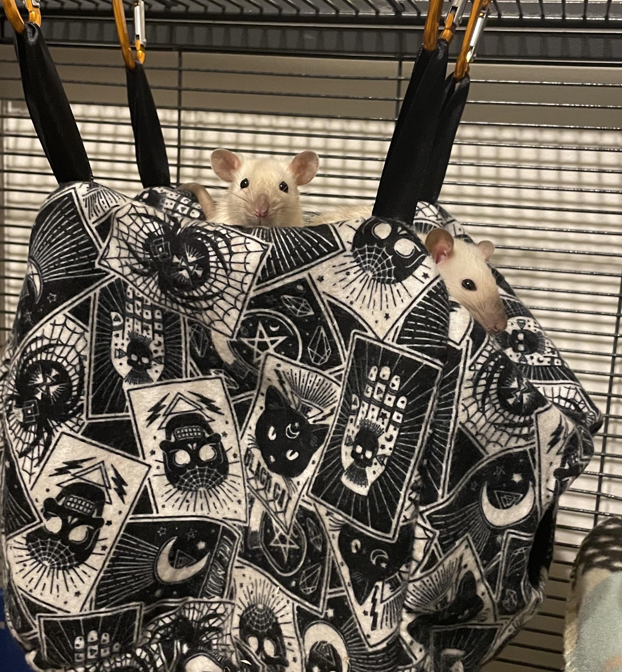 New Babies | Scrolller