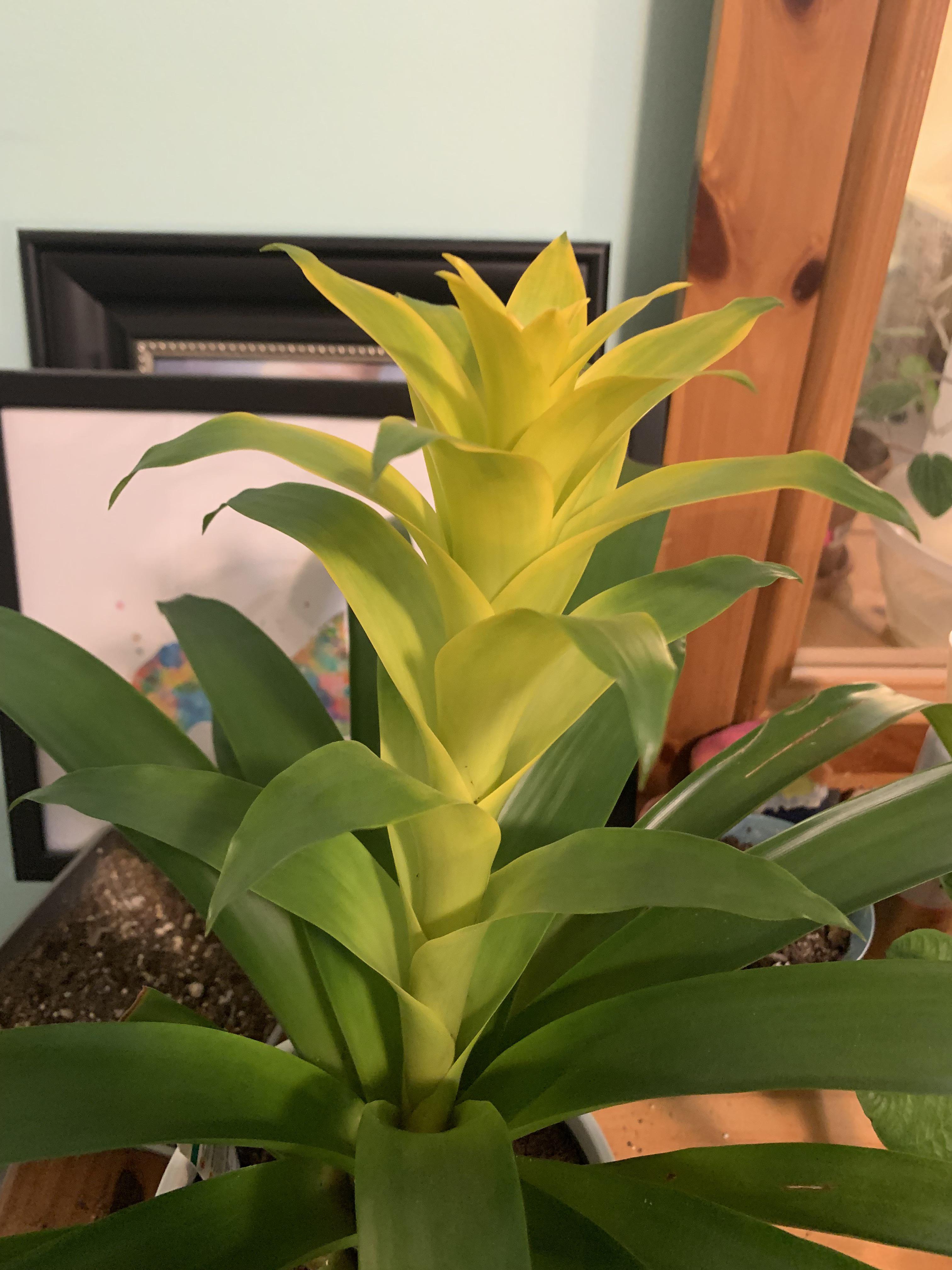 New Bromeliad! Any care tips? | Scrolller