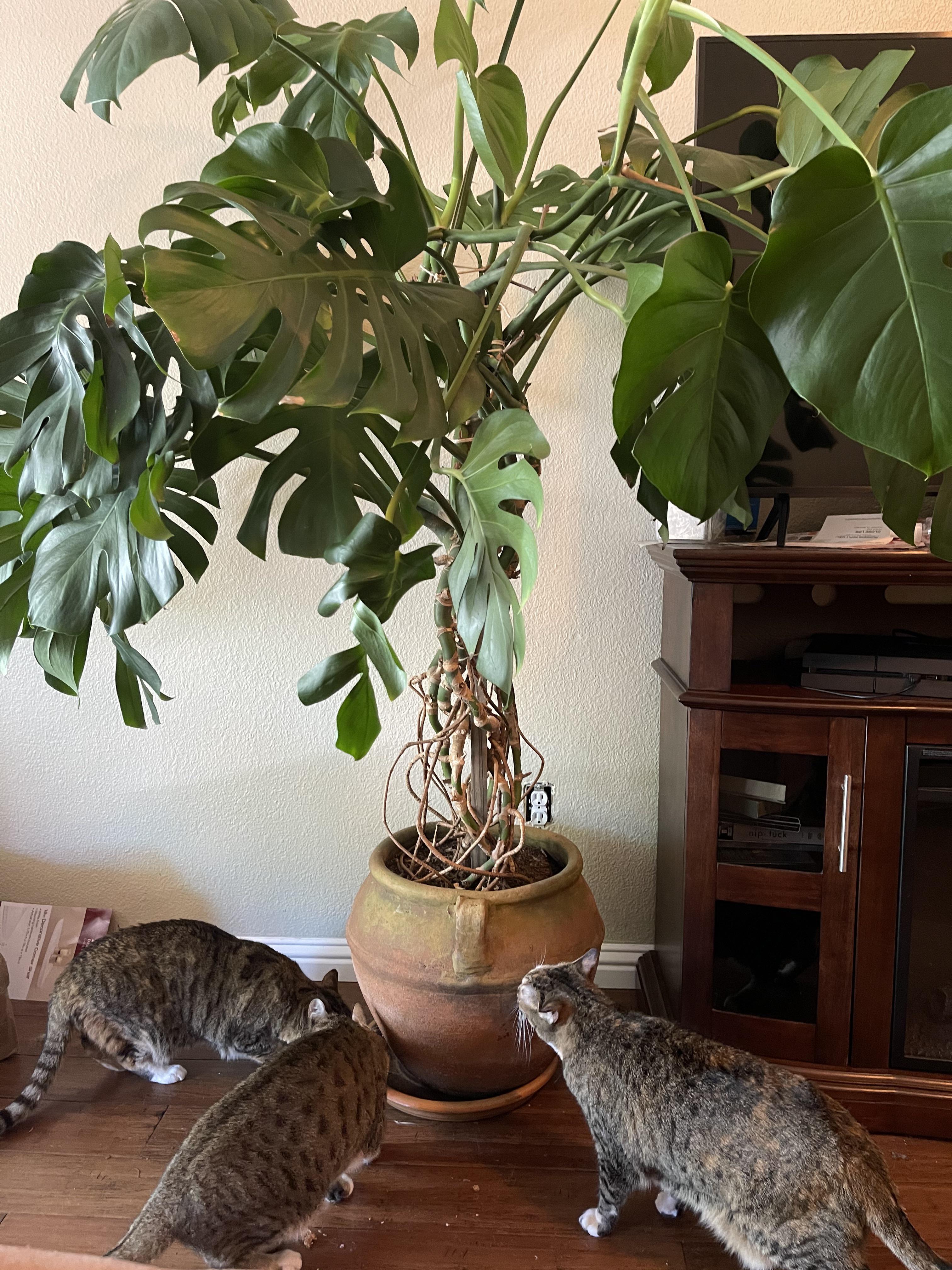 New plant addition getting inspected by quality control. | Scrolller