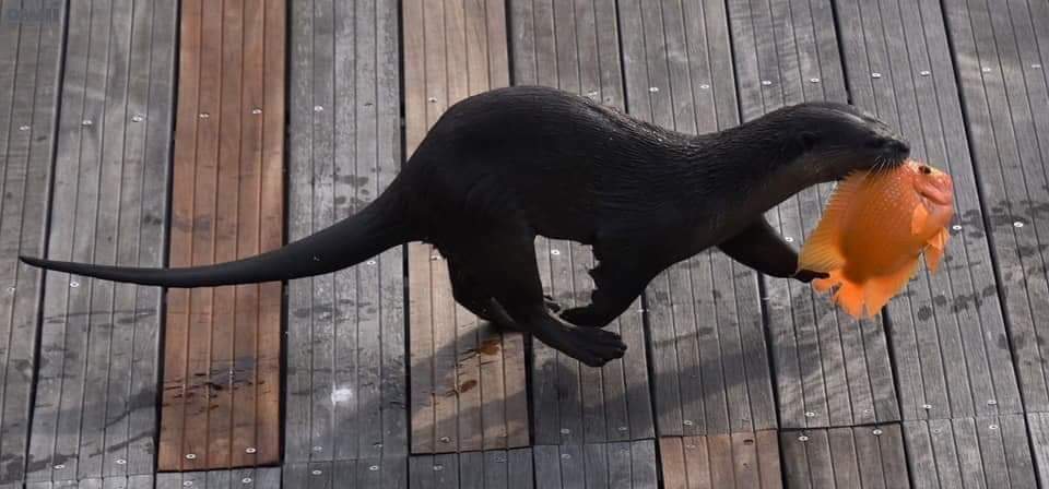 Nice catch! | Scrolller