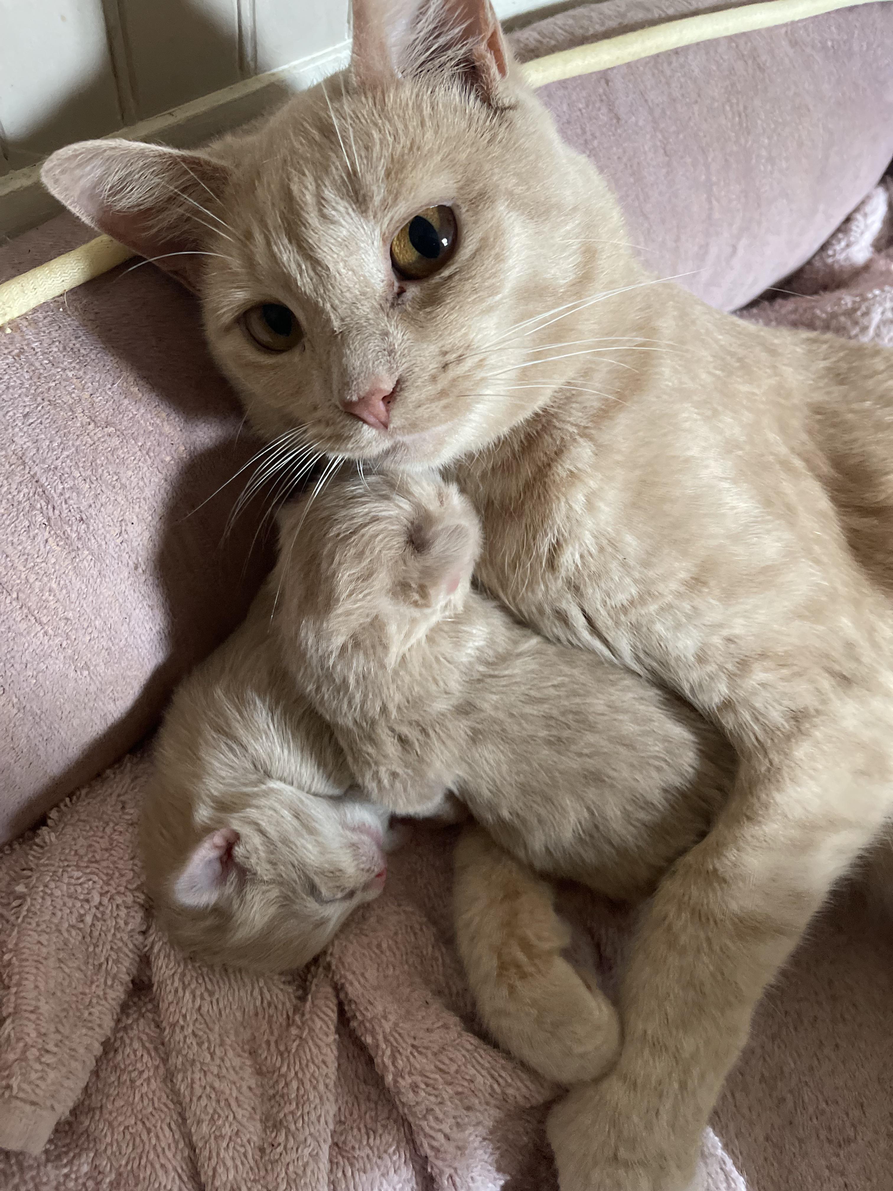 No cell, only snuggle (mama was a feral barn cat, we have meds for the eye crunchies) | Scrolller