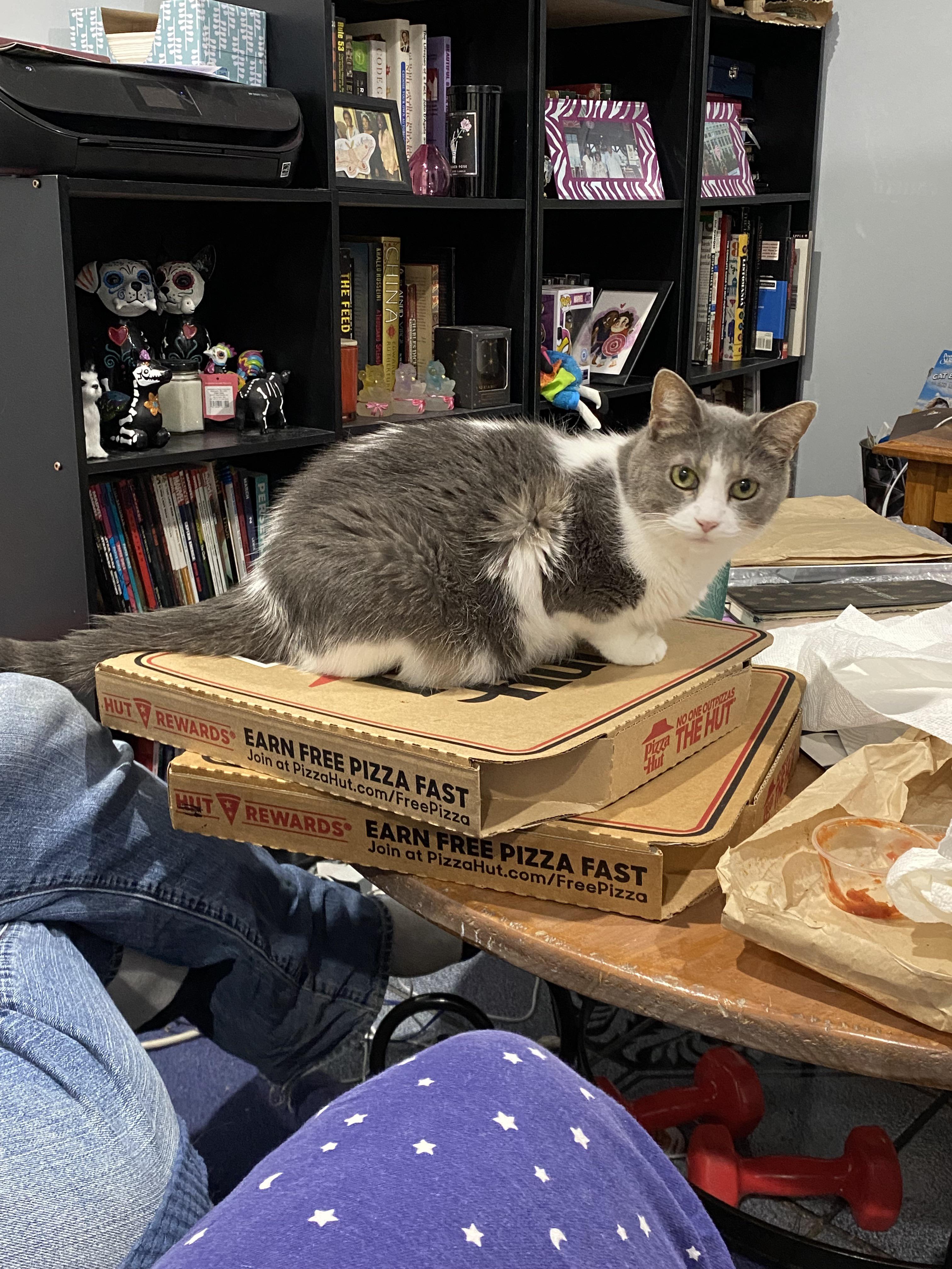Not only does Starbuck like sitting on pizza boxes, she likes licking pizza grease like the ...