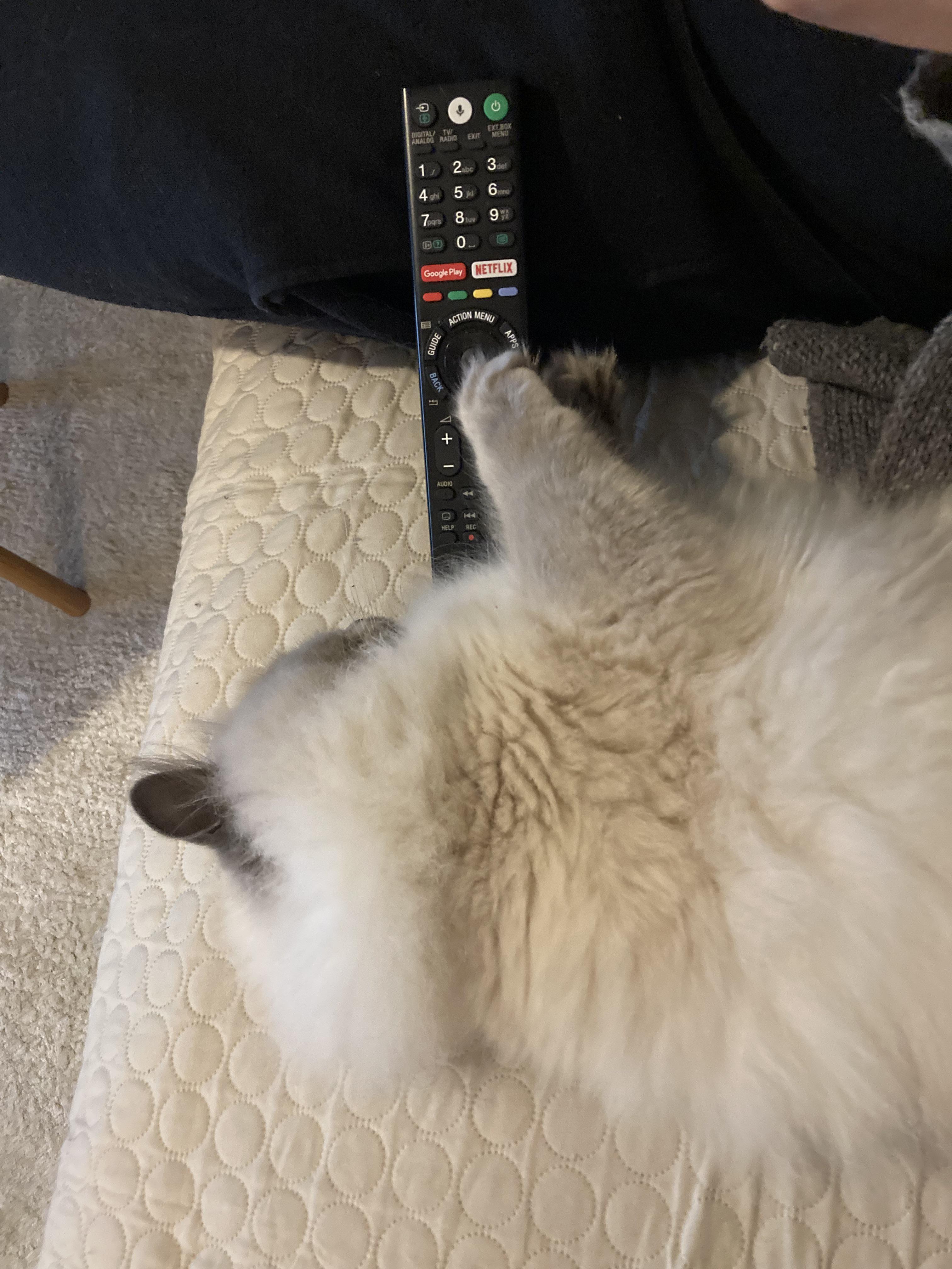 Now we watch the bird channel | Scrolller