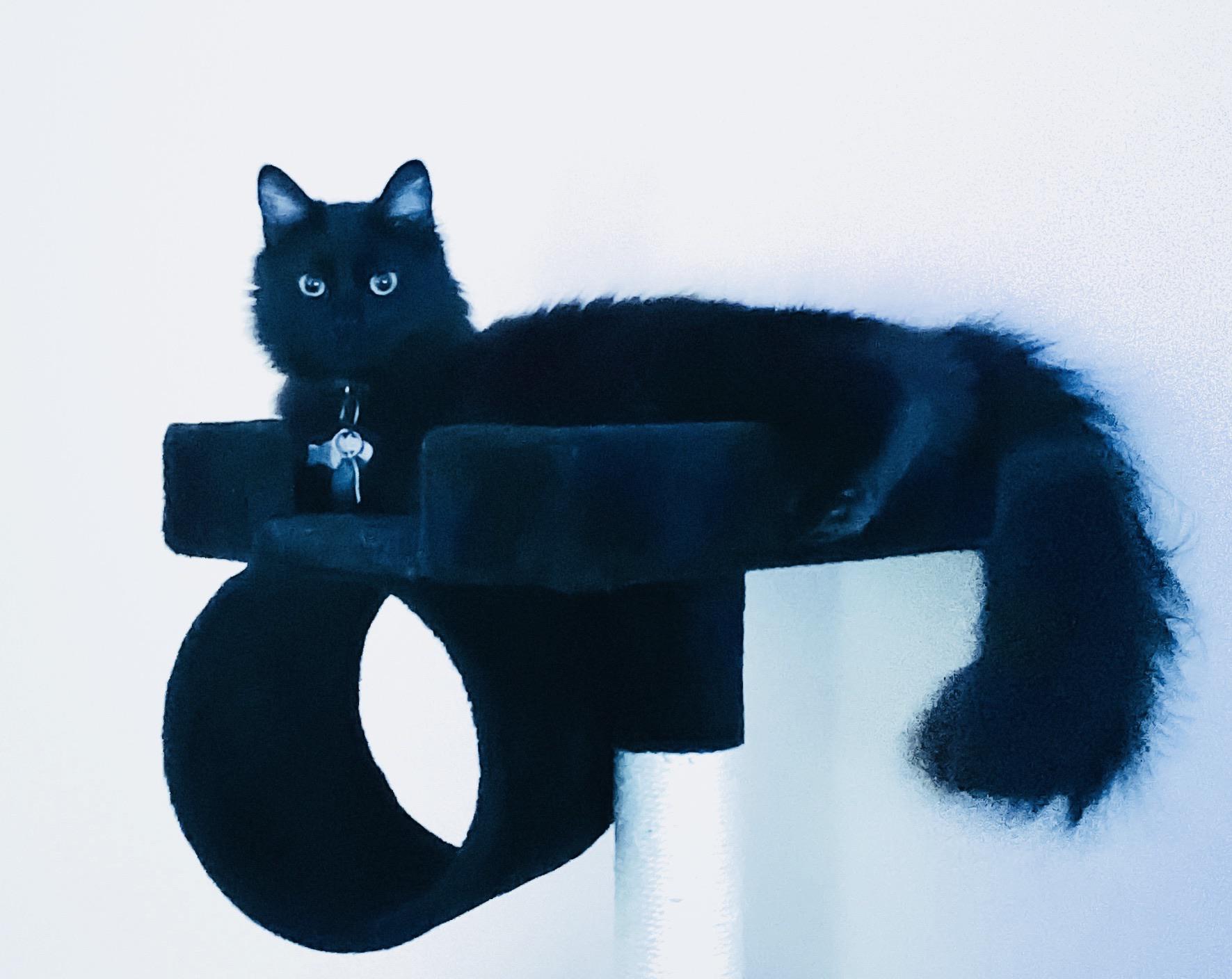 Obsidian in full bottlebrush flair | Scrolller